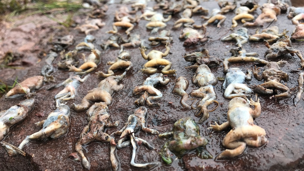 Ground Zero of Amphibian 'Apocalypse' Finally Found | National Geographic