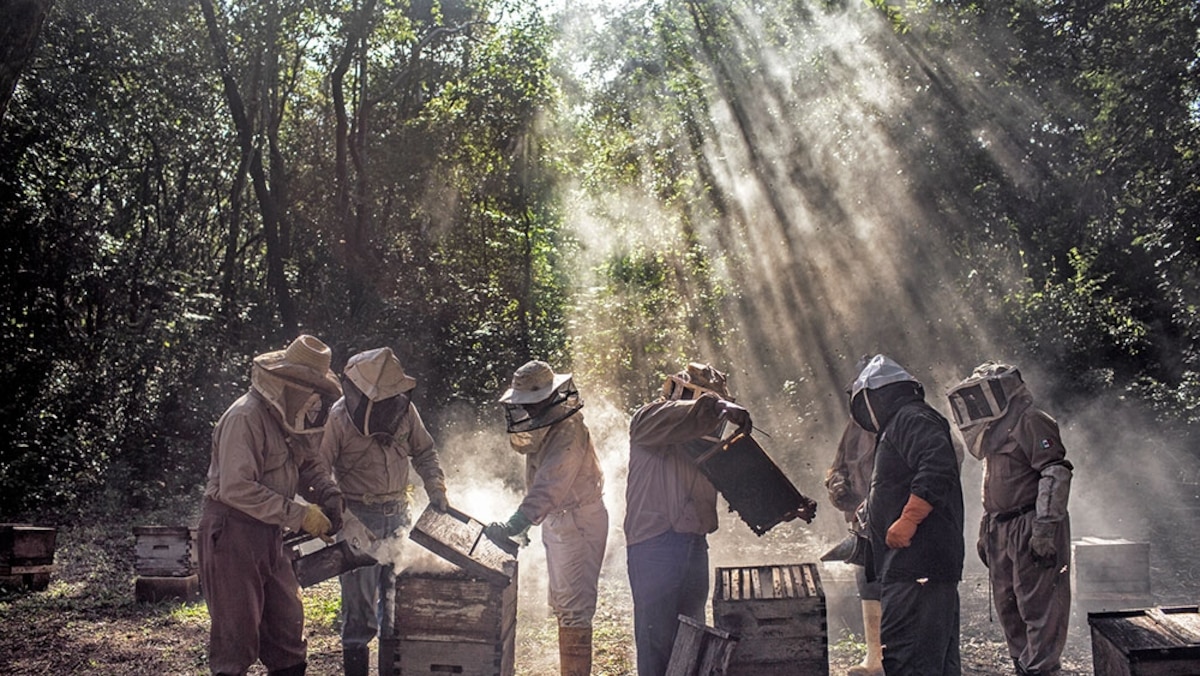 In Mexico, Bees are the battle | National Geographic