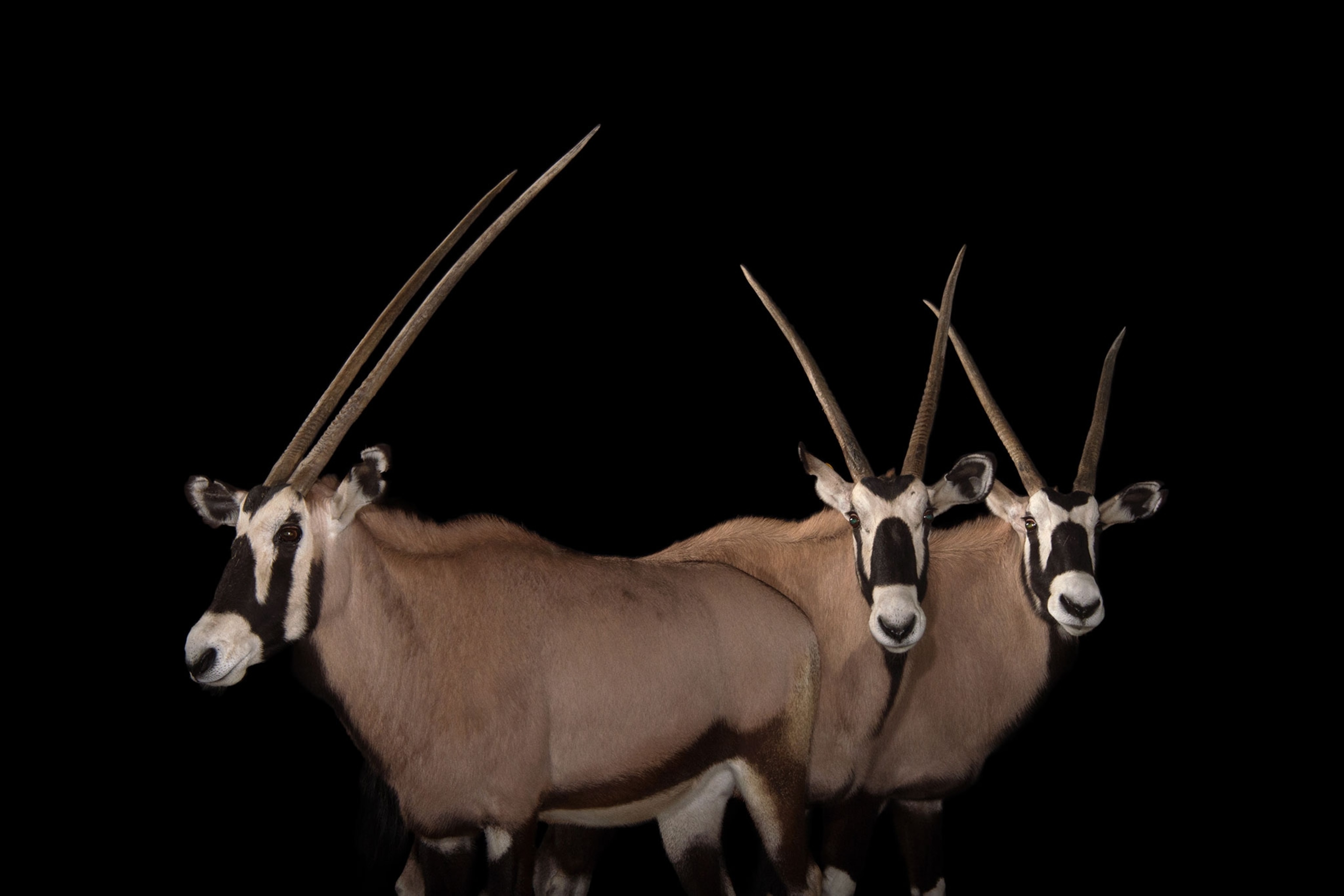 See Animals With Impressive Horns, Antlers, and Other Headgear