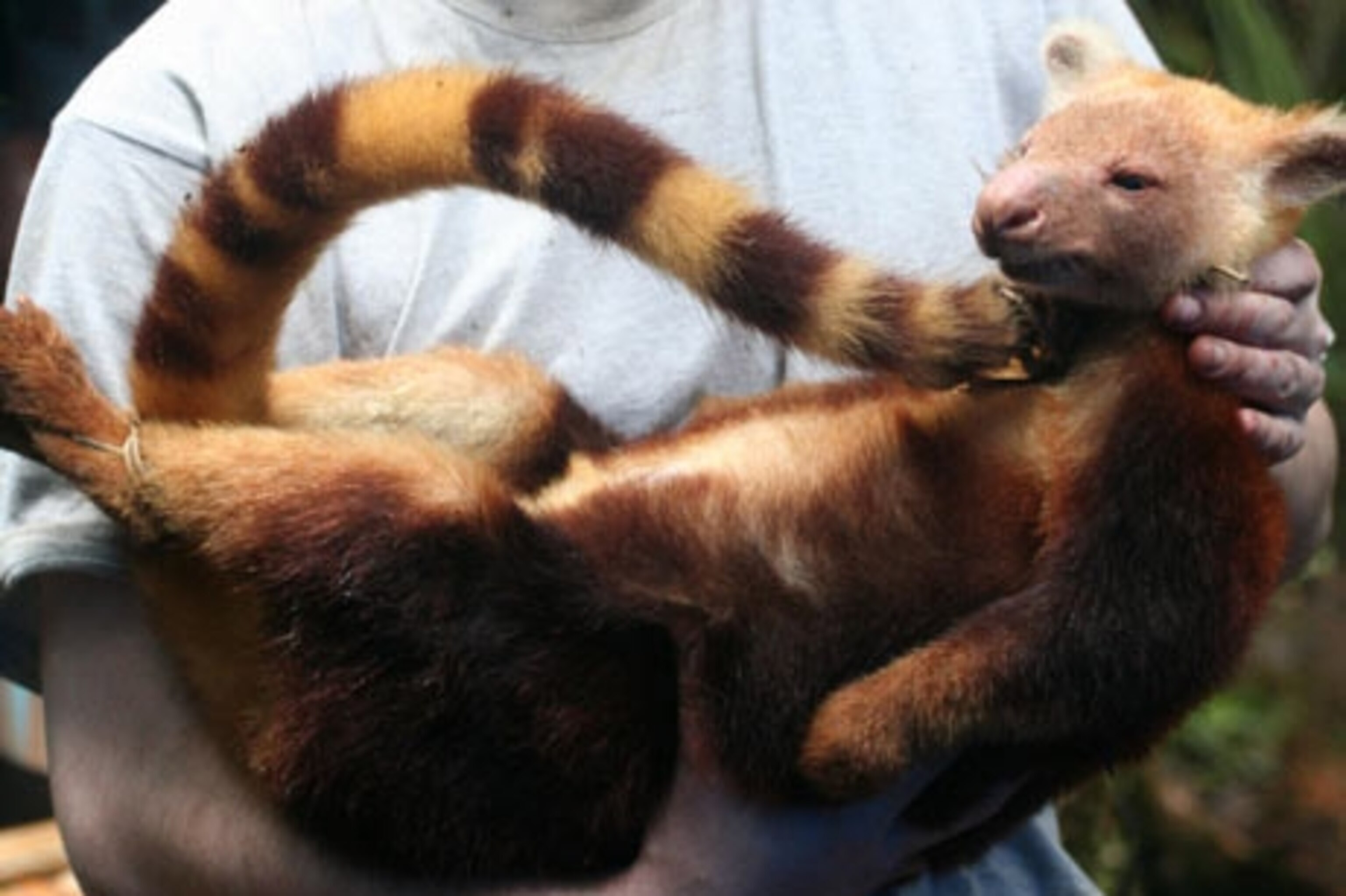 "Lost World" Found in Indonesia Is Trove of New Species