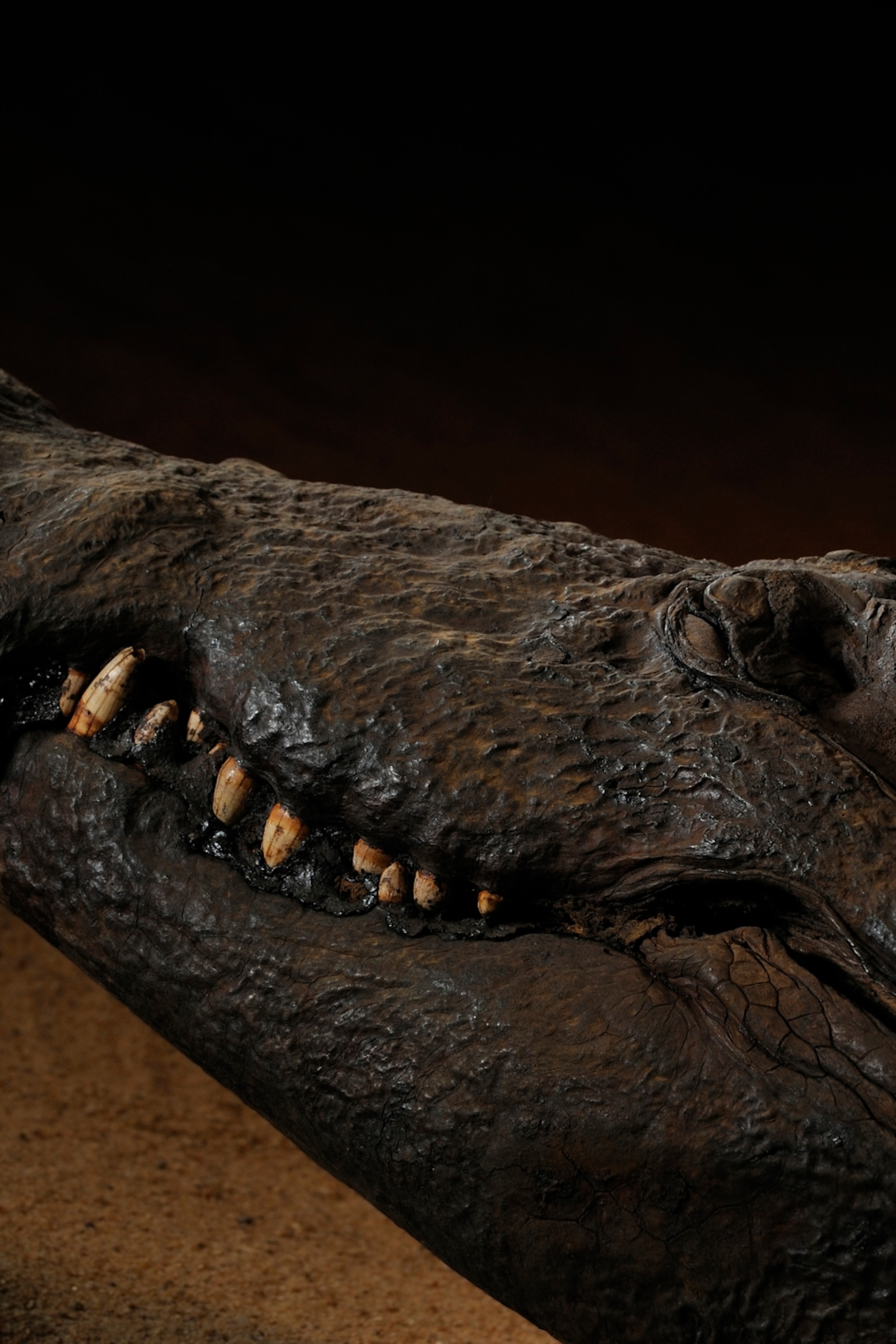 Mummy Alligator