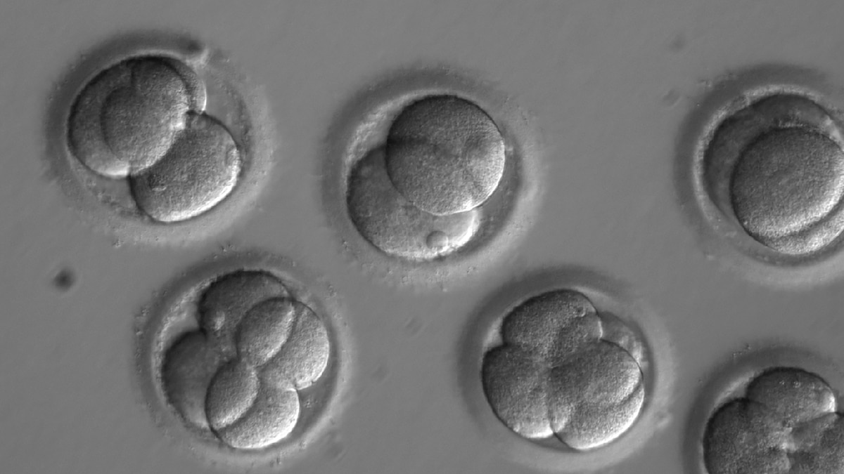 First Human Embryos 'Edited' in U.S.—Get the Facts | National Geographic