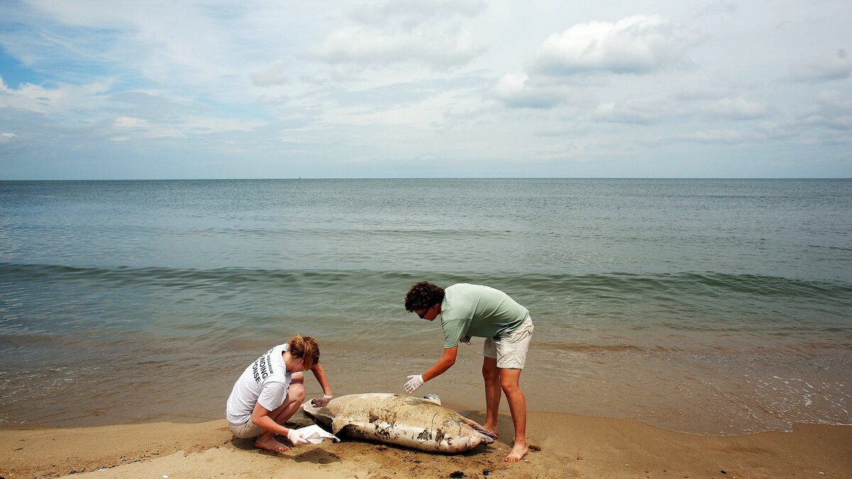 Why Are Dolphins Dying on East Coast? Experts Alarmed | National Geographic