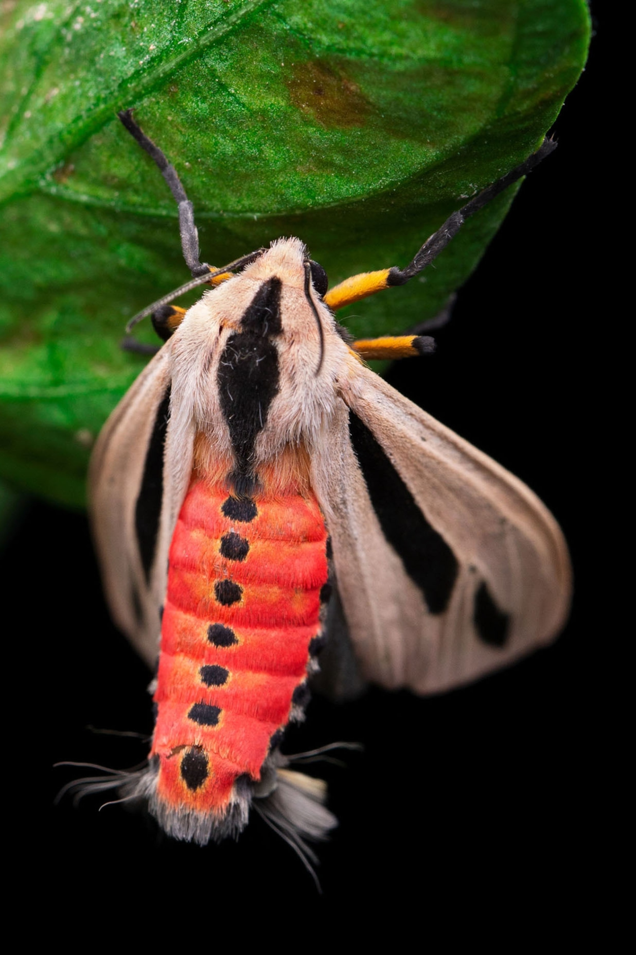 An insect’s surprising way of seeing, and other revelations