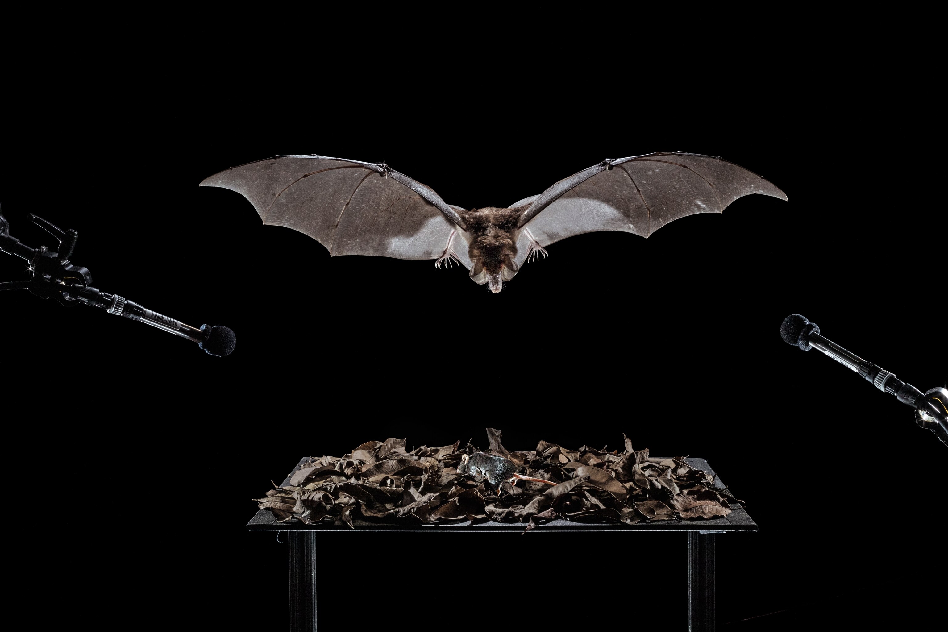 Anand Varma’s innovative photography reveals nature’s stunning and ...