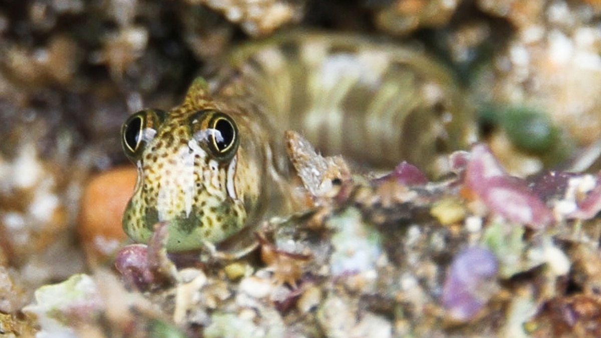 Pictures: "Walking" Fish a Model of Evolution in Action | National ...