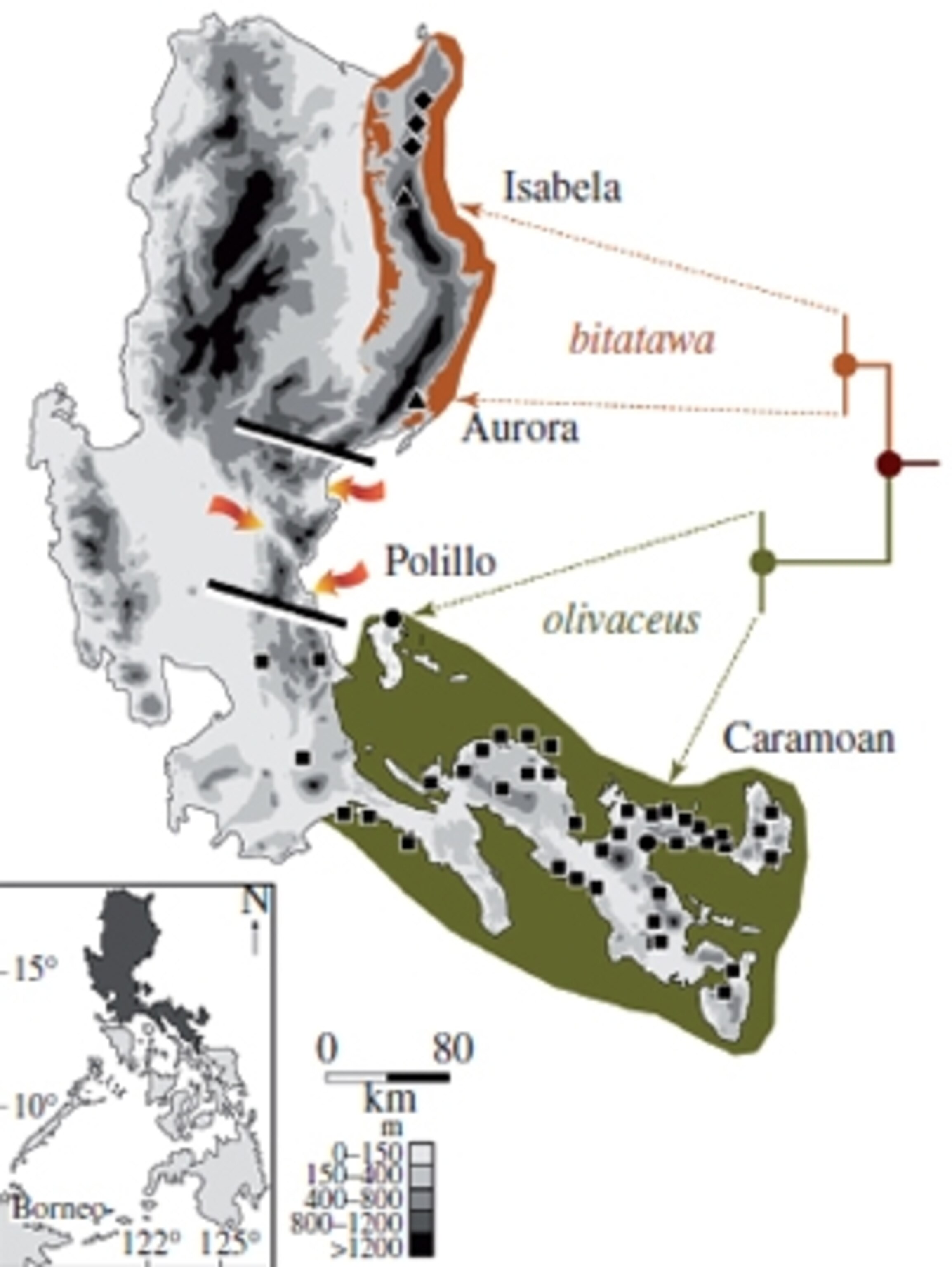 Giant, fruit-eating monitor lizard discovered in the Philippines