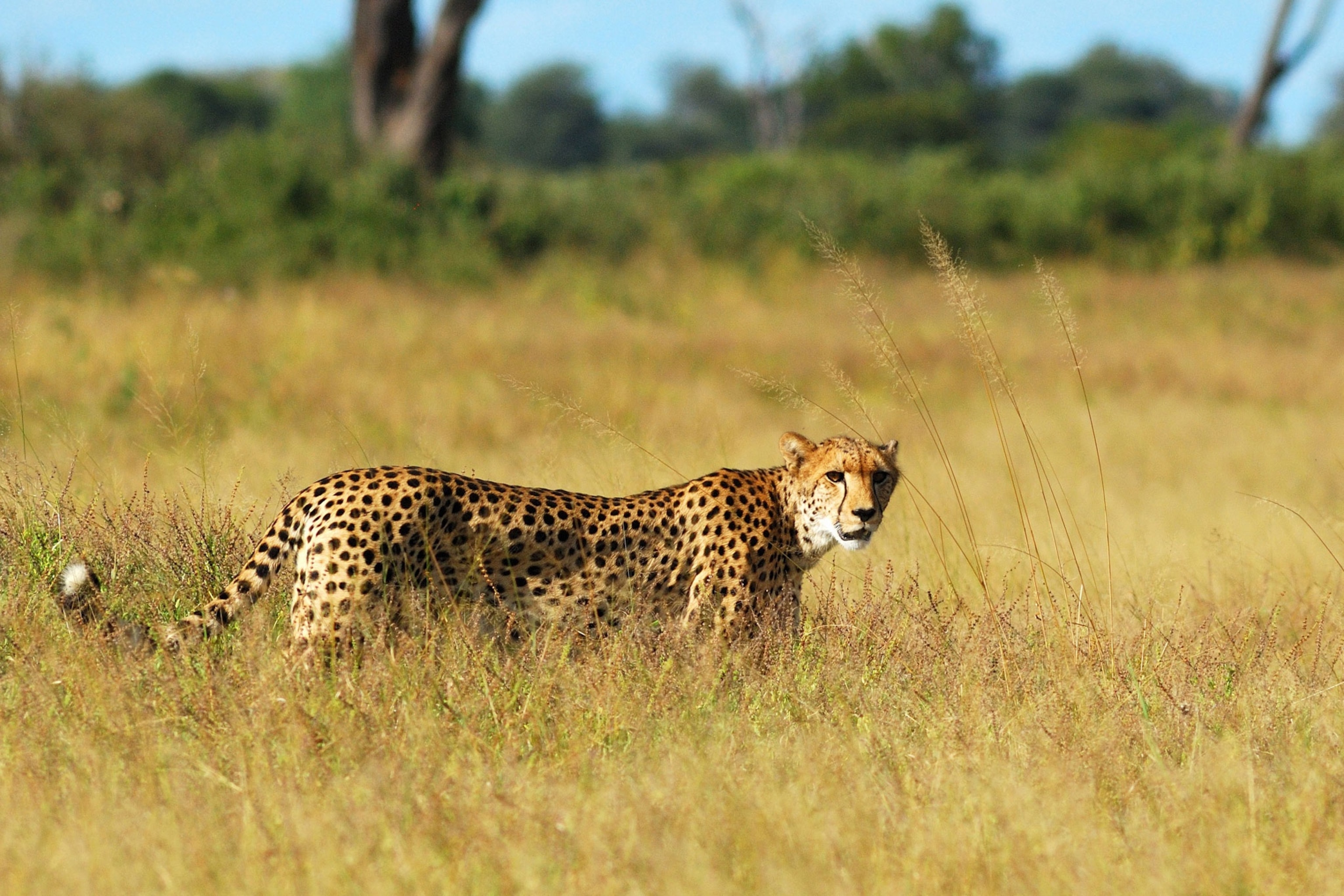 Big Cat Initiative Data Helps Scientists to List Cheetahs as Endangered