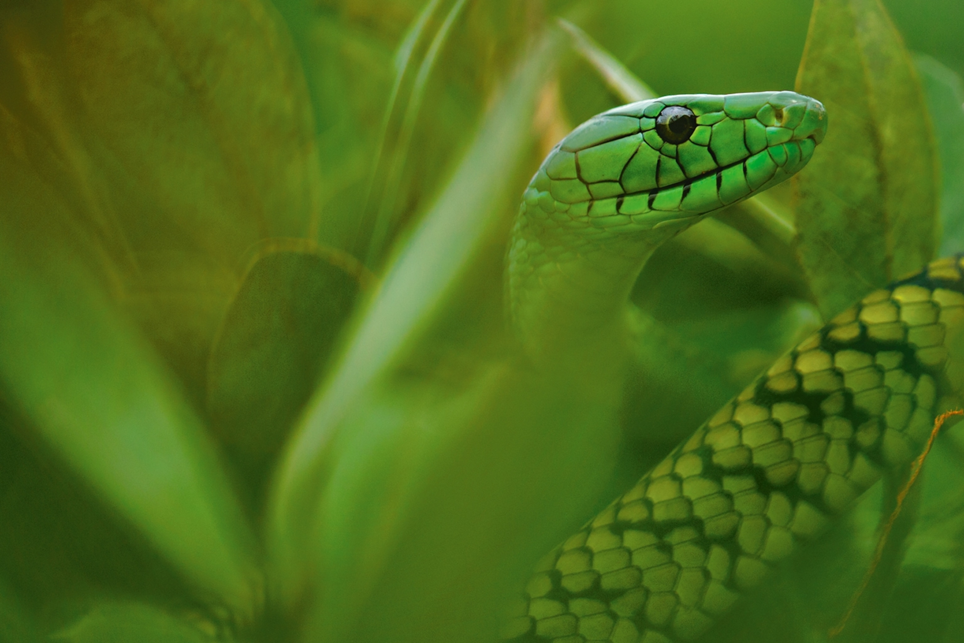 Green Mamba Snake Mouth In Photos: Anatomy Of A Black Mamba | How It