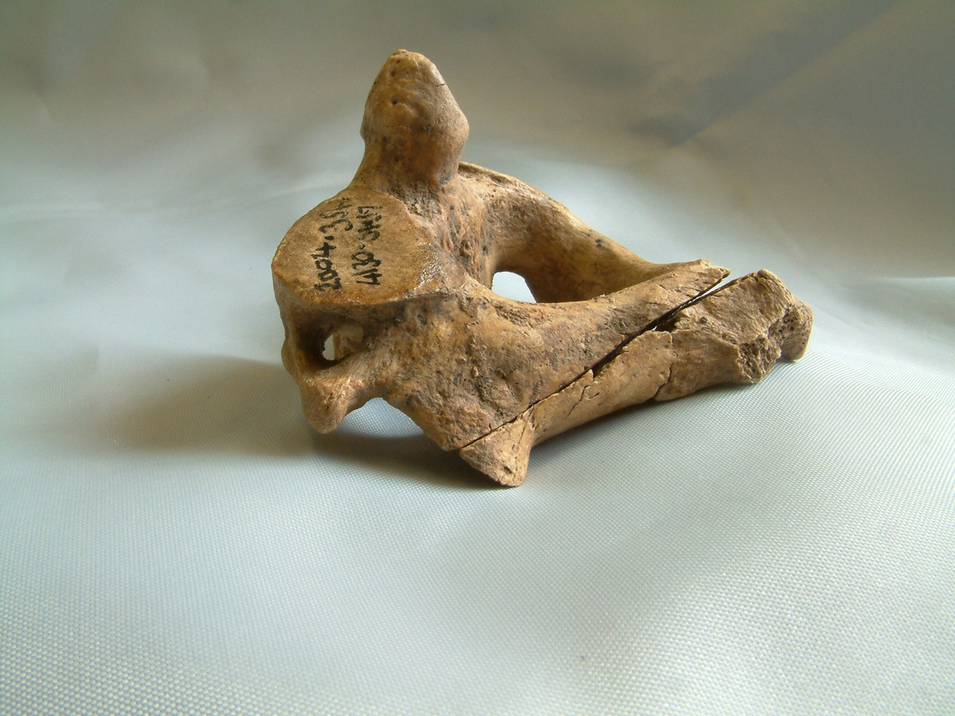 DNA Reveals Far-Off Origins of Ancient 'Gladiators'