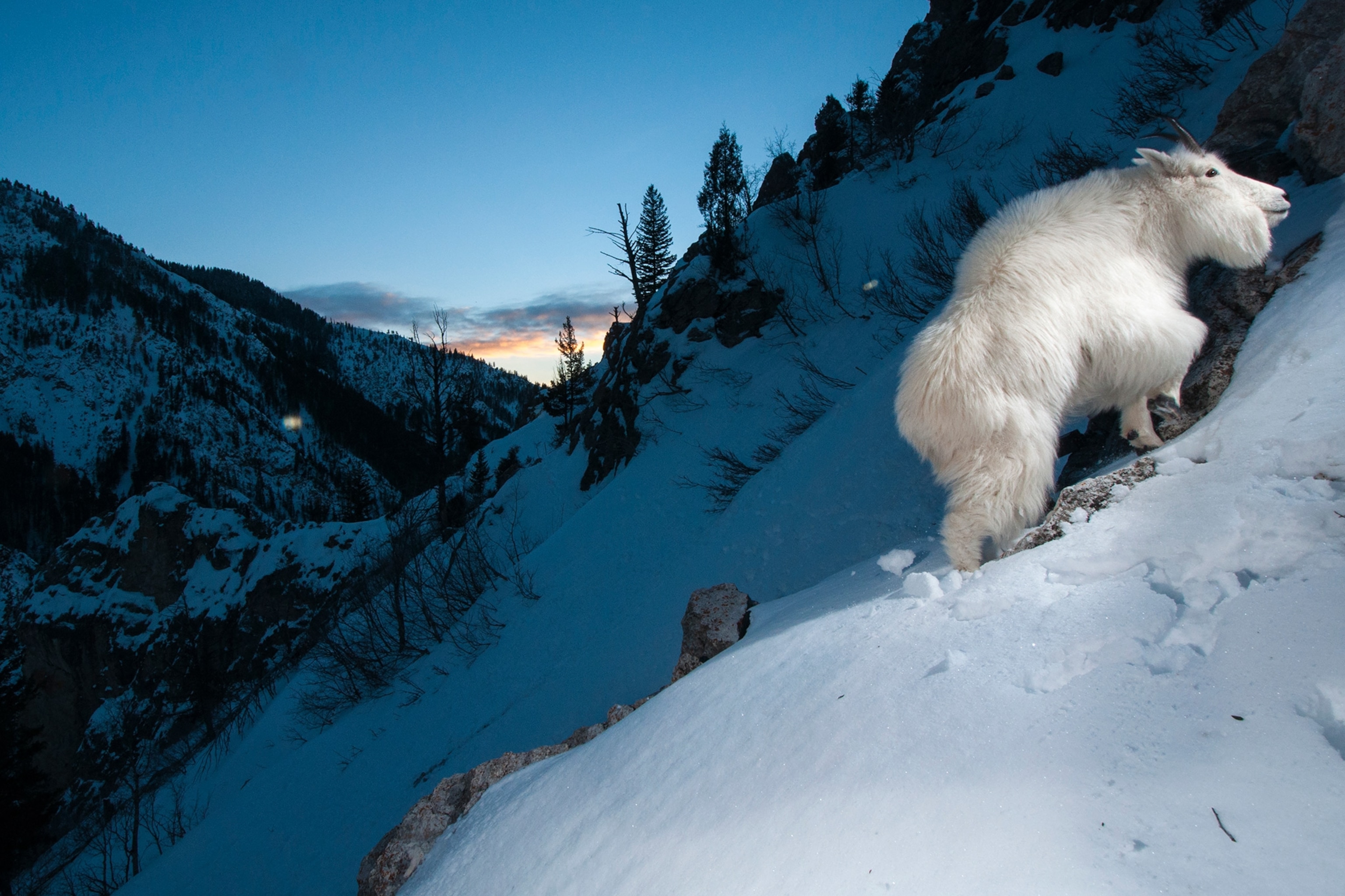 Meet the animals that thrive in extreme mountain conditions