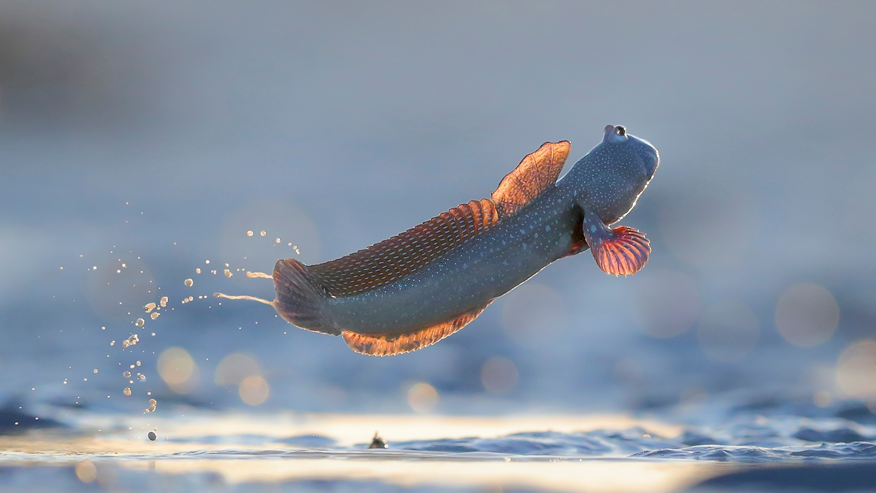 Take a Look at These Amazing Airborne Animals