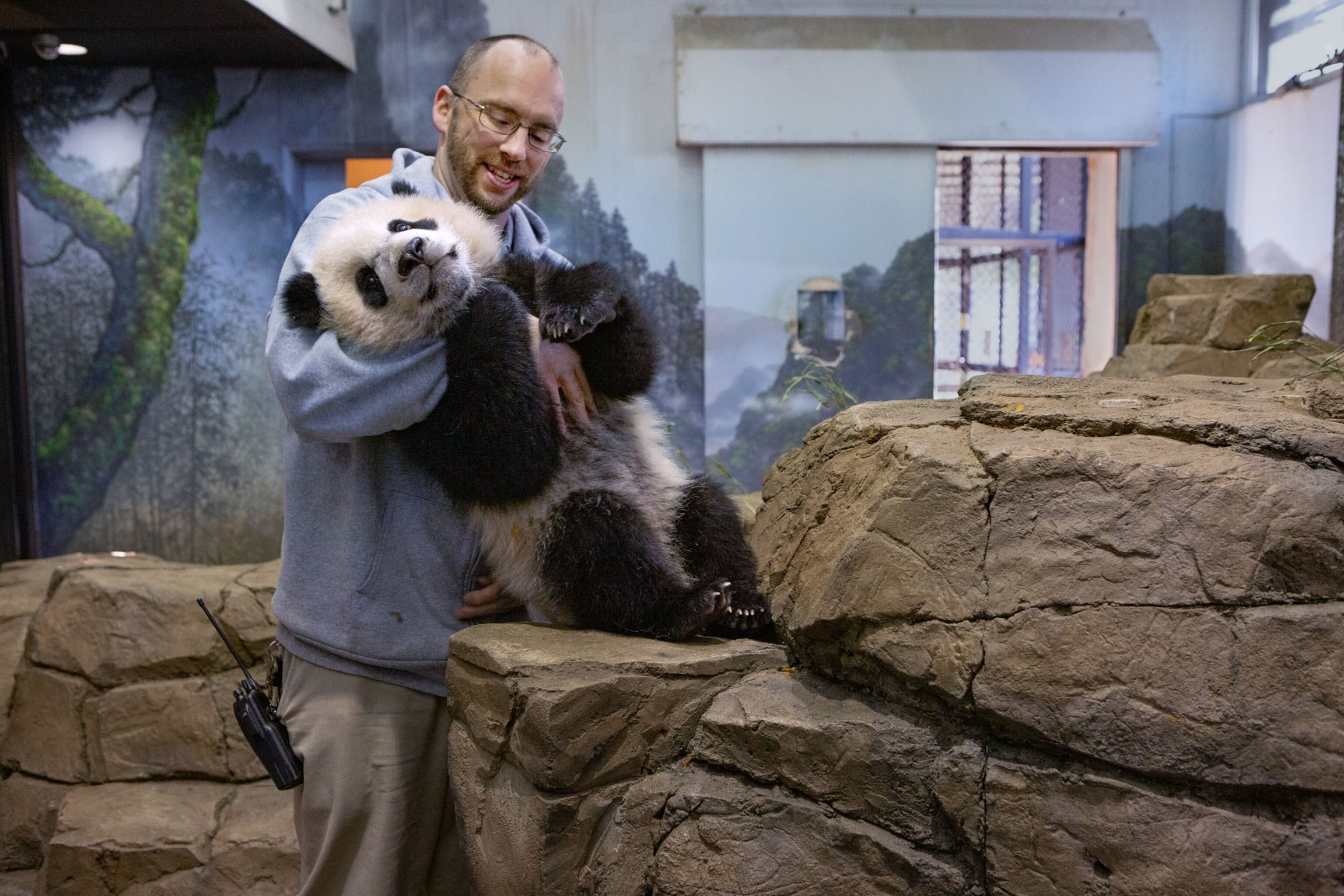 Popsicles and belly rubs: The joys of watching a panda grow up