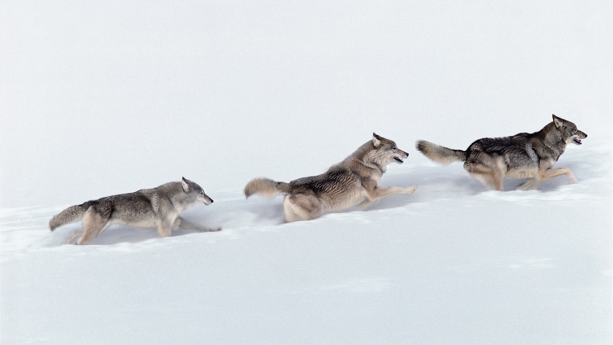 Wolf Wars | National Geographic