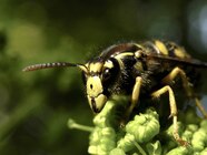 Hornets