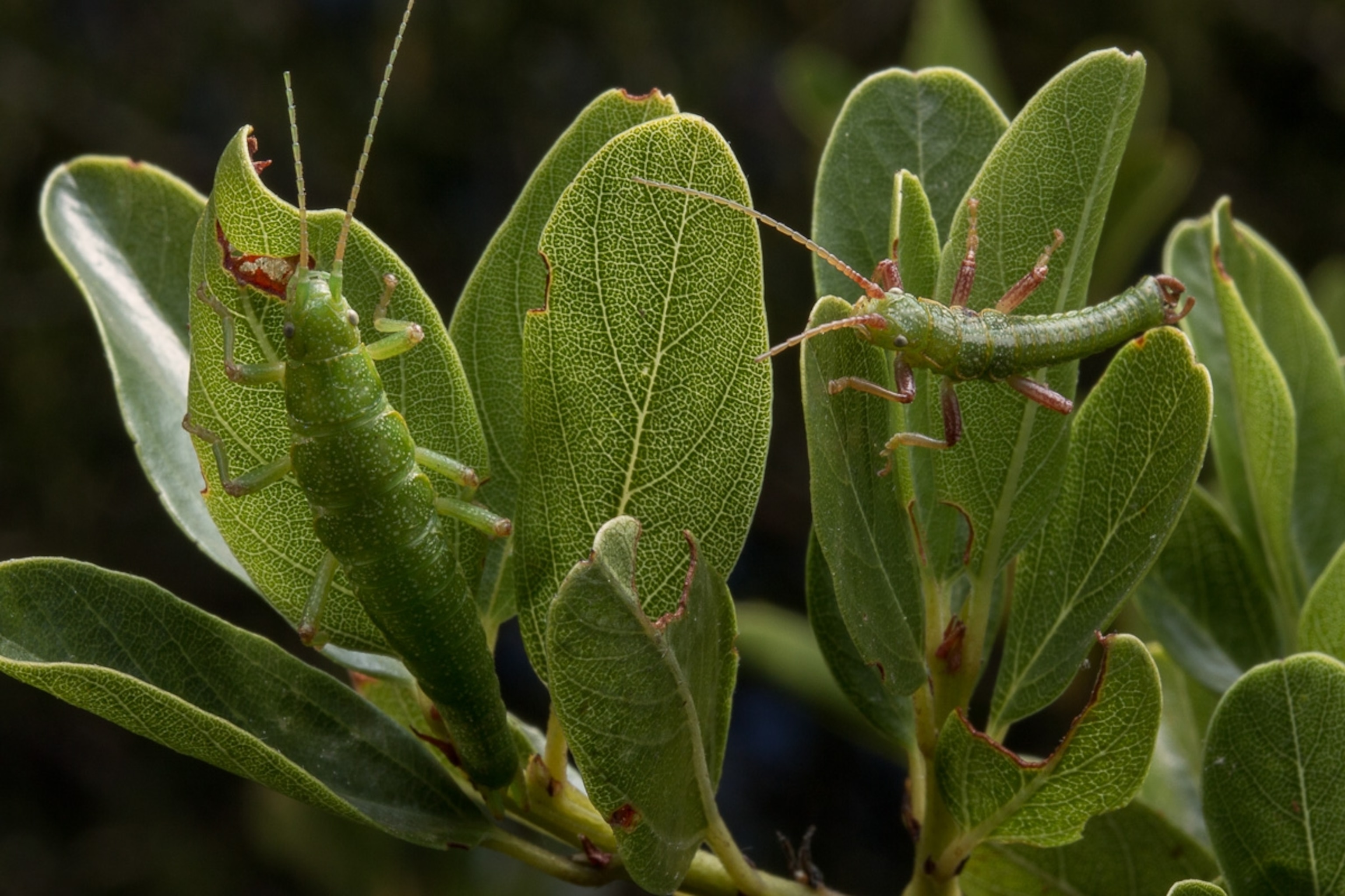 Evolution in Color: From Peppered Moths to Walking Sticks