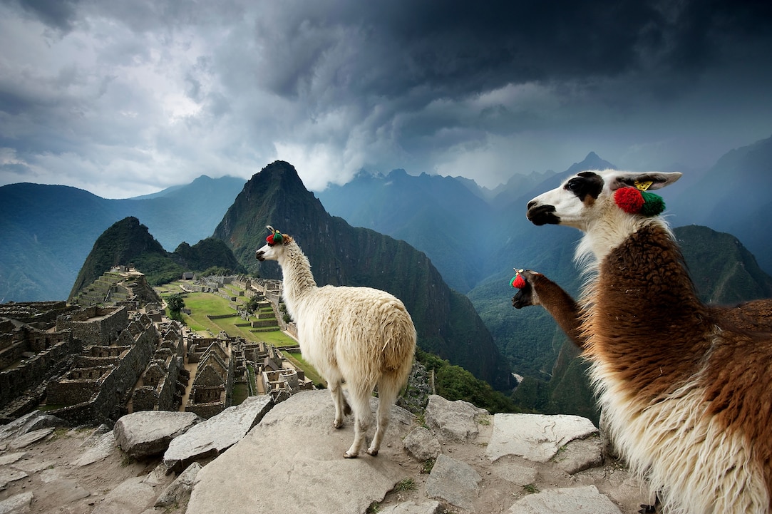 Inca Animals
