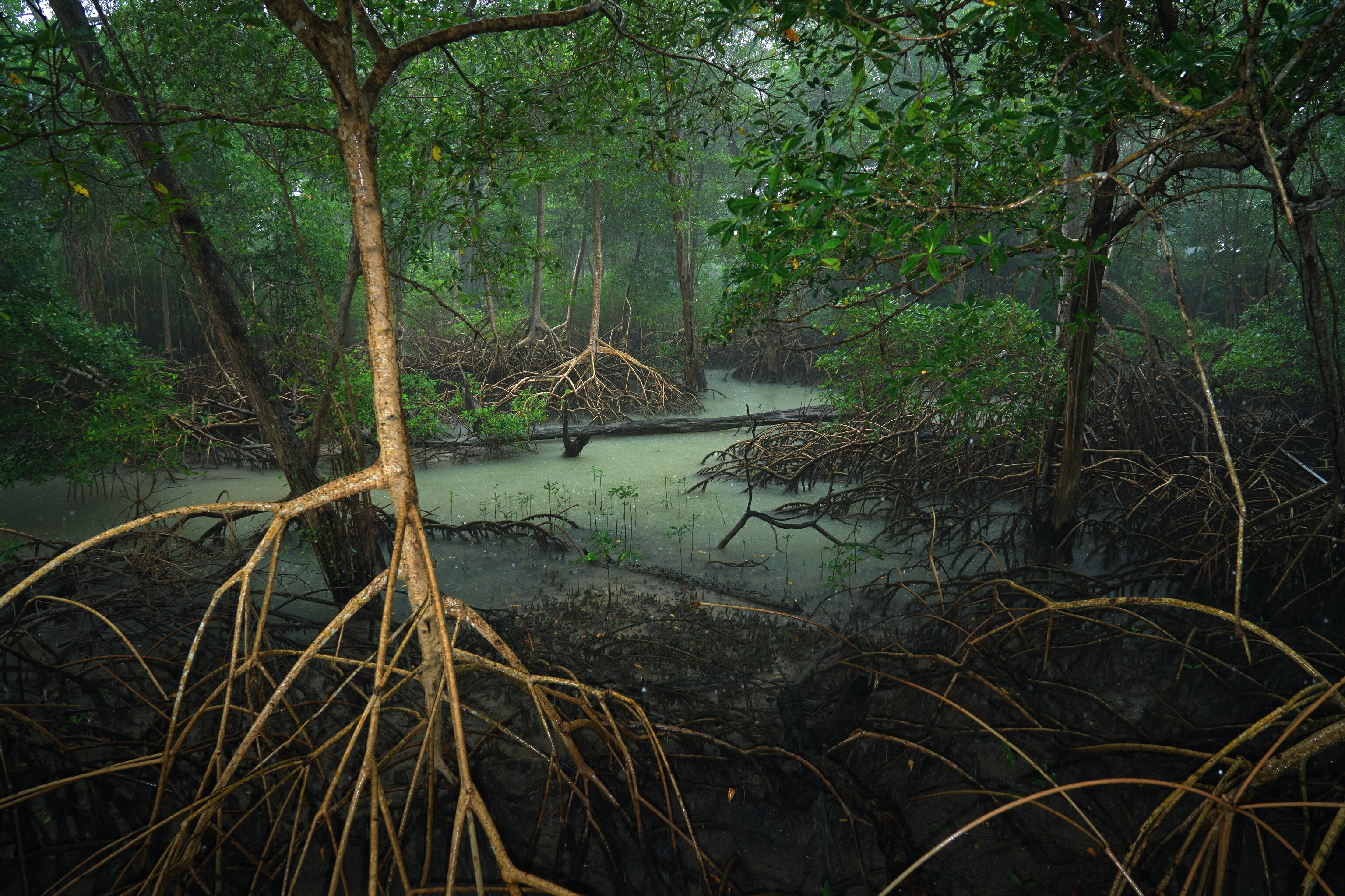 Margaret Awuor Owuor: Understanding the invaluable purpose of mangrove ...