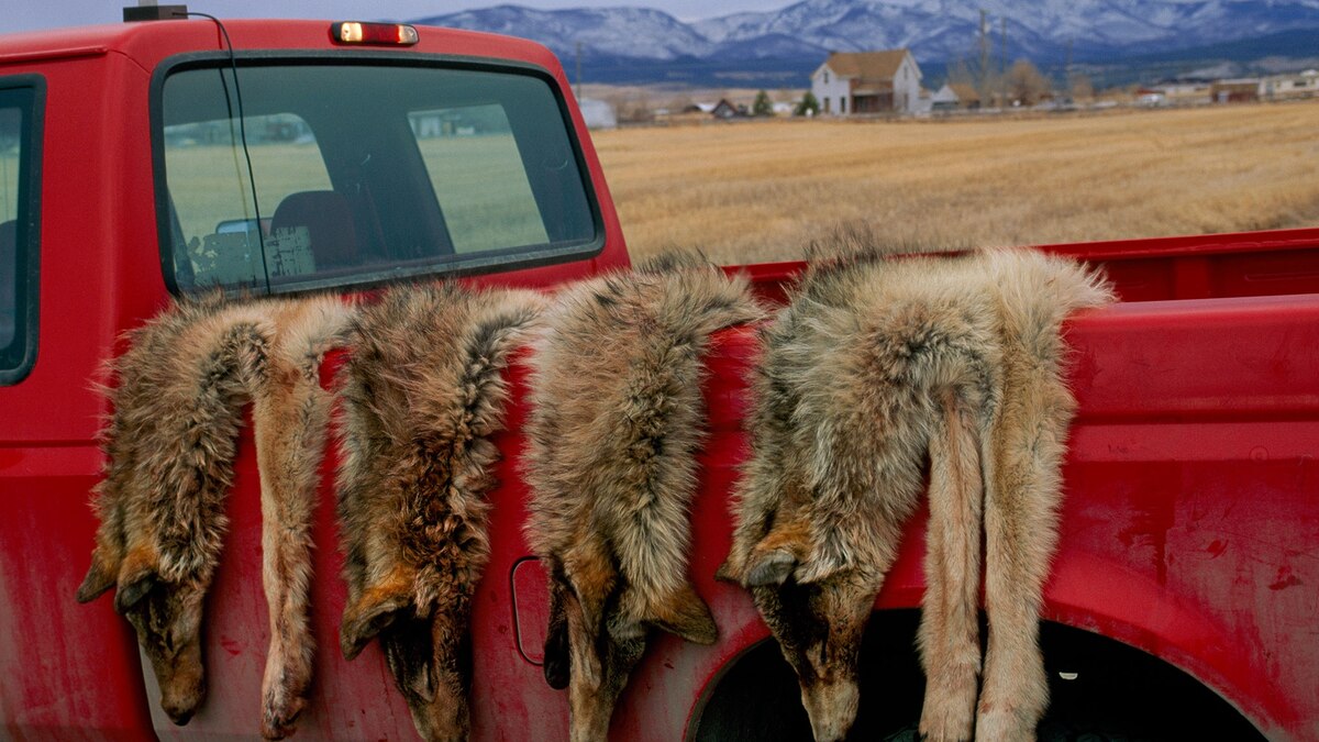 The Case For Lethal Predator Control Just Got Weaker | National Geographic