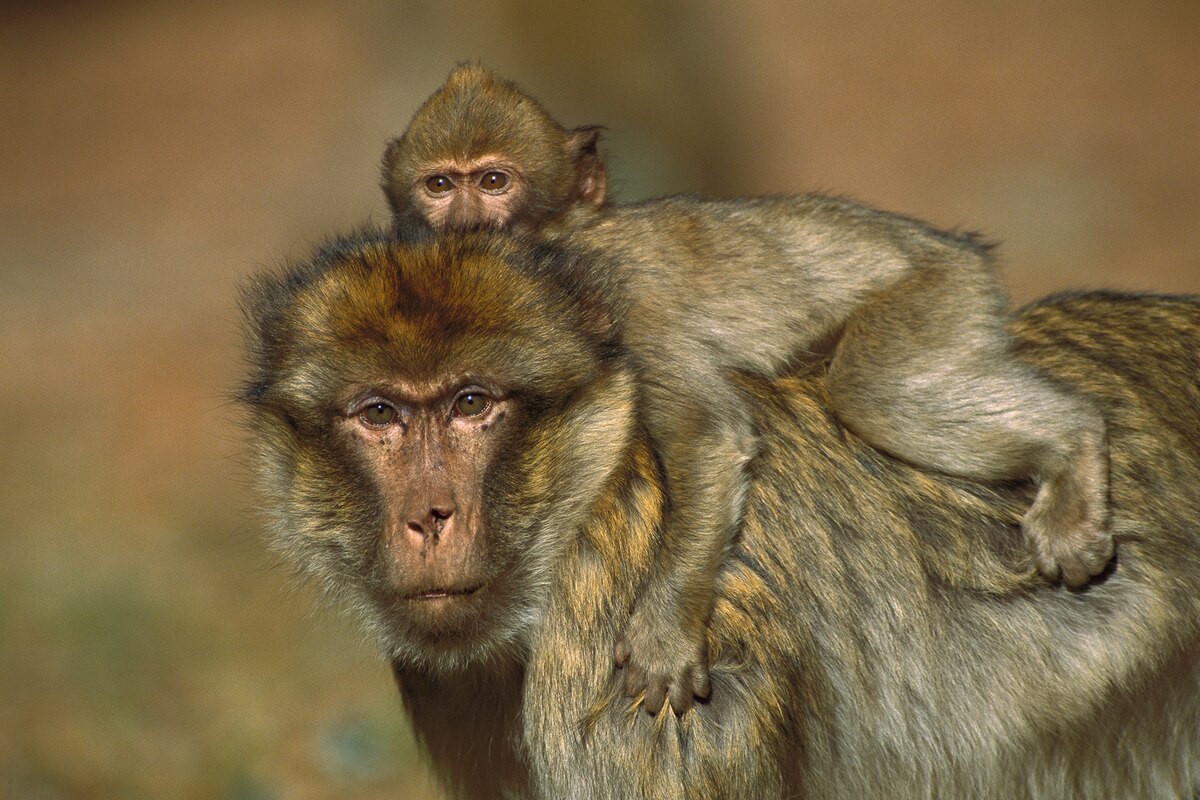 Meet 6 extreme animal dads for Father's Day