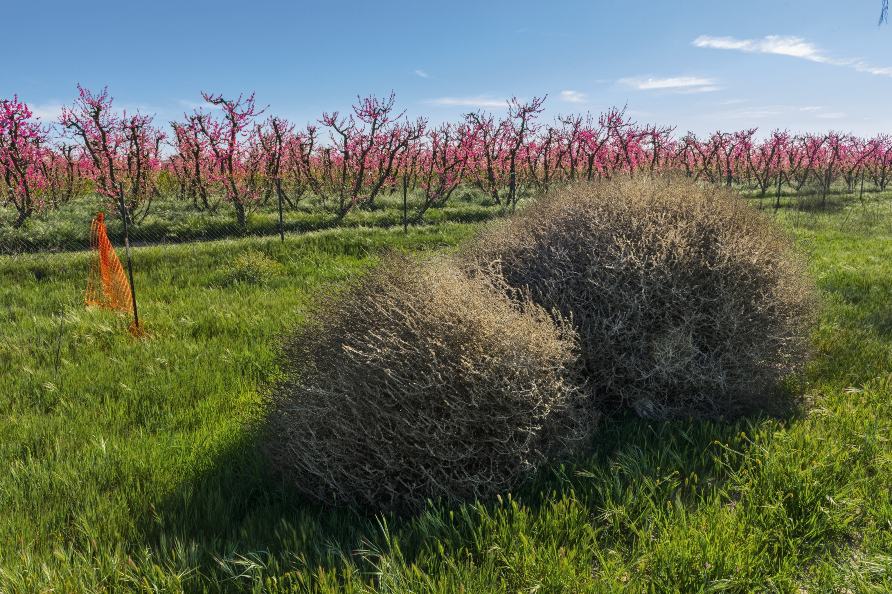 Tumbleweeds - National Geographic Magazine