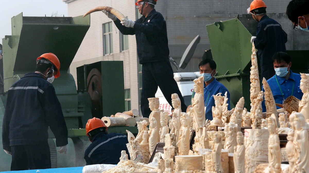 China Crushes Six Tons of Confiscated Elephant Ivory | National Geographic