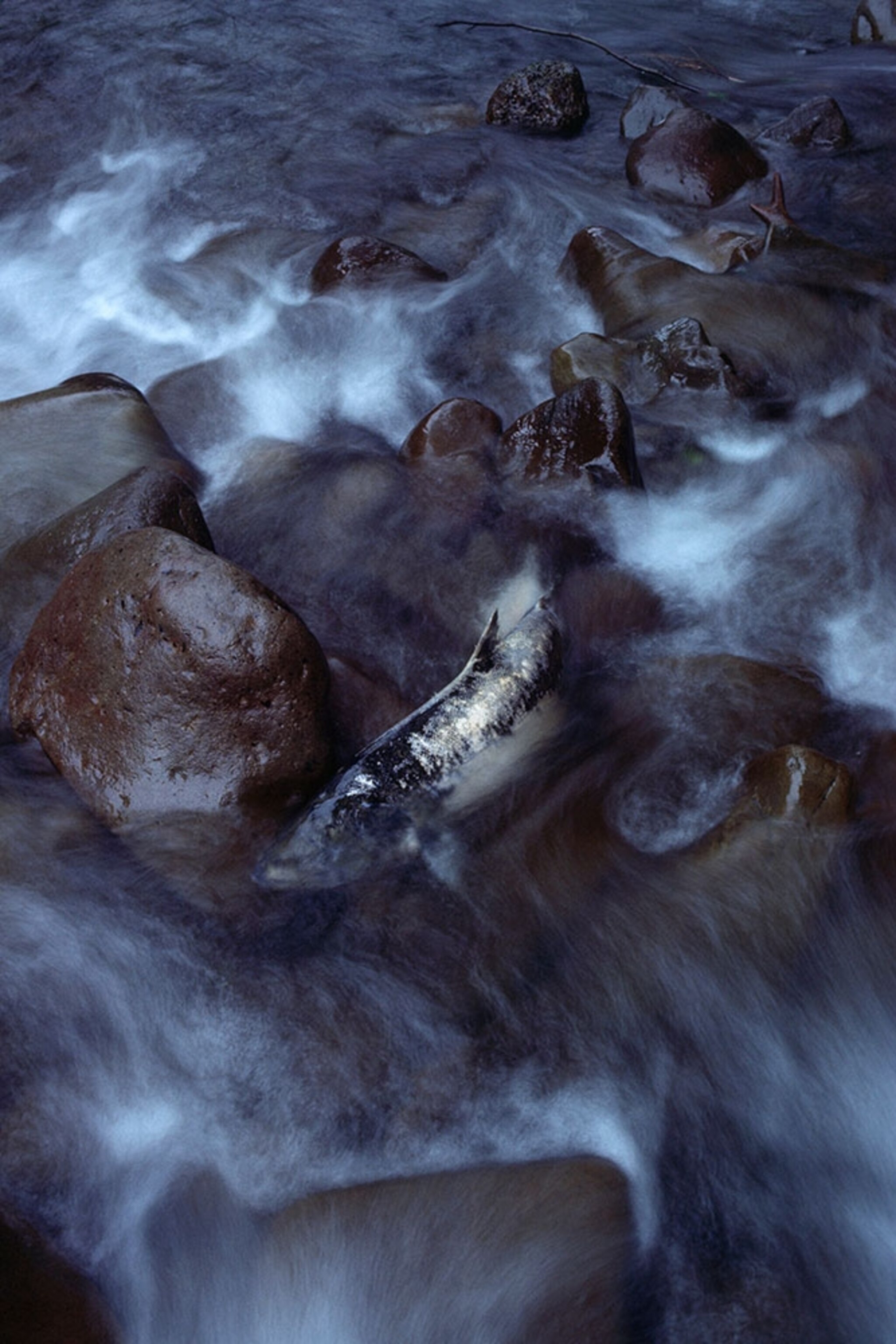 Mastering Zoom photography in a tough time