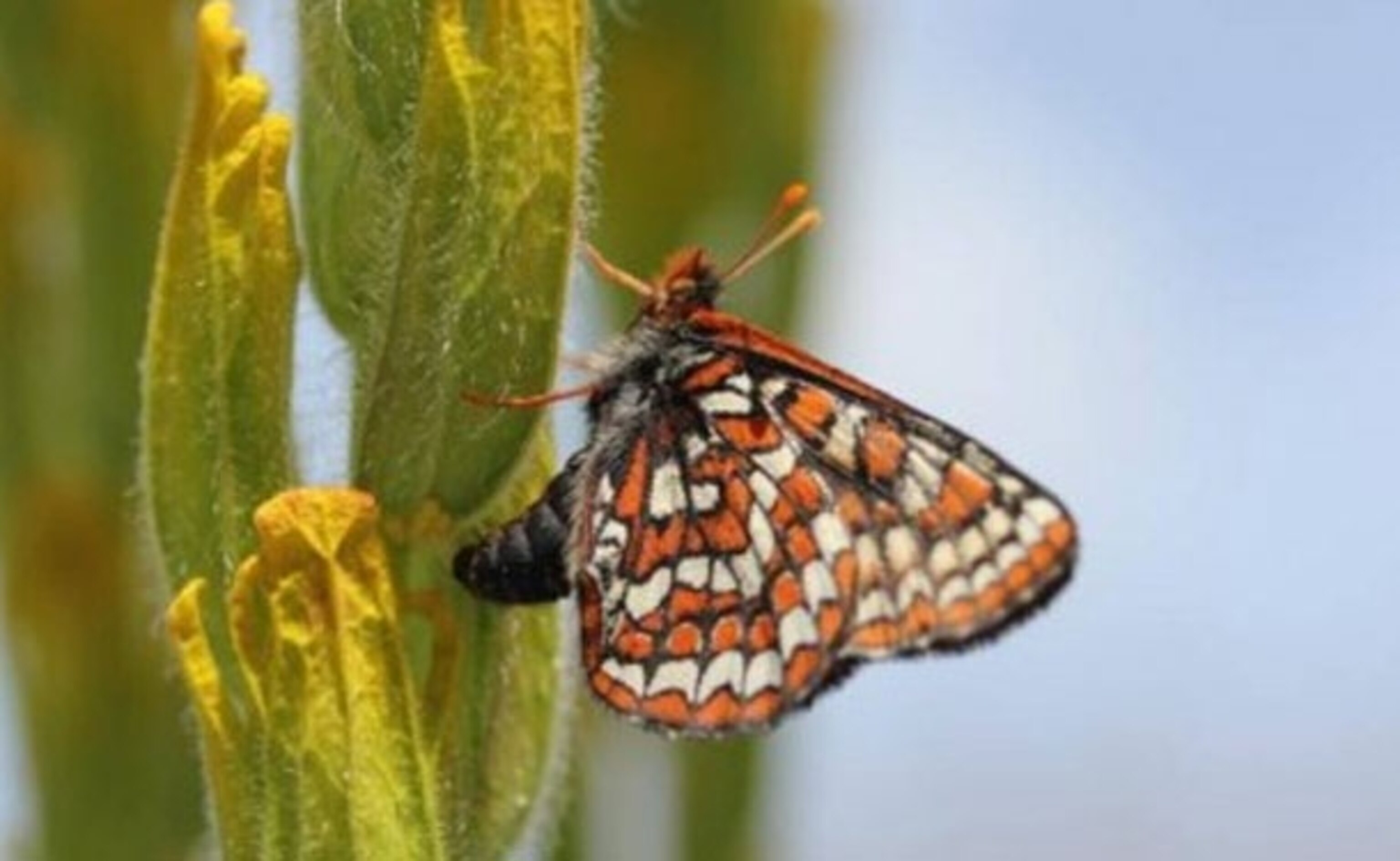 Prisoners do science, help to save endangered butterfly | National ...
