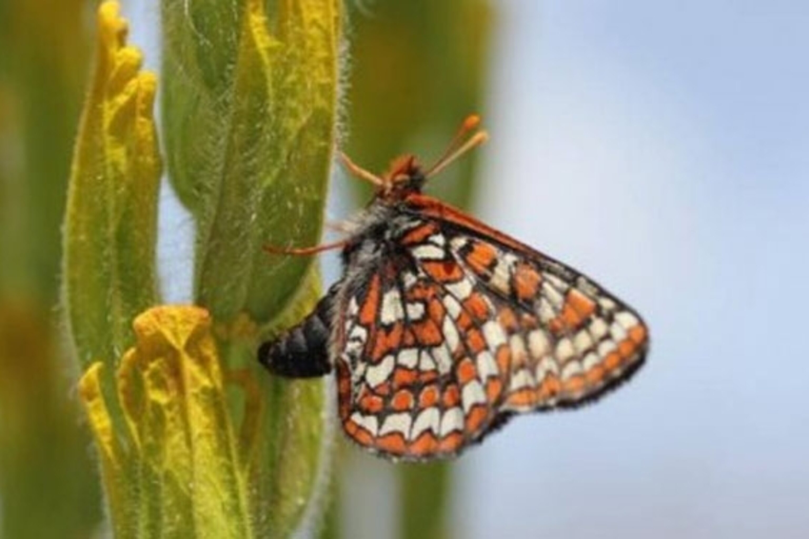 Prisoners do science, help to save endangered butterfly
