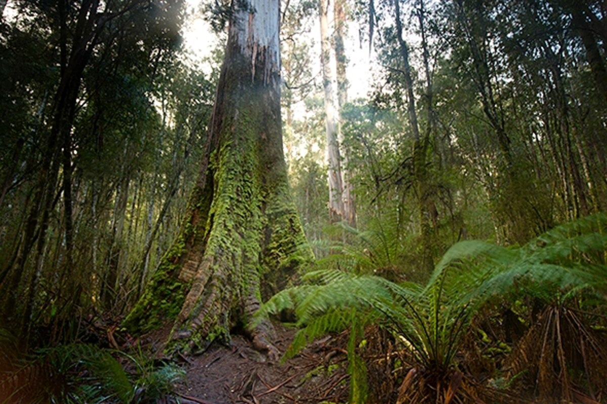 Navigations: Last Stand in Tasmania