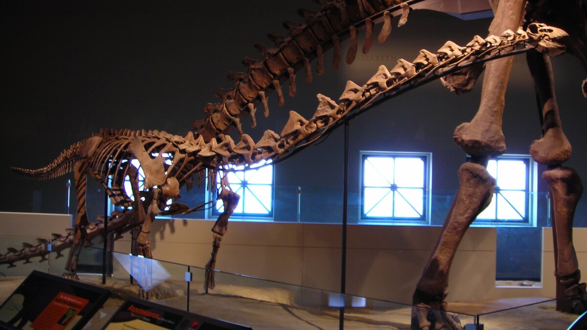 R is for Rapetosaurus | National Geographic