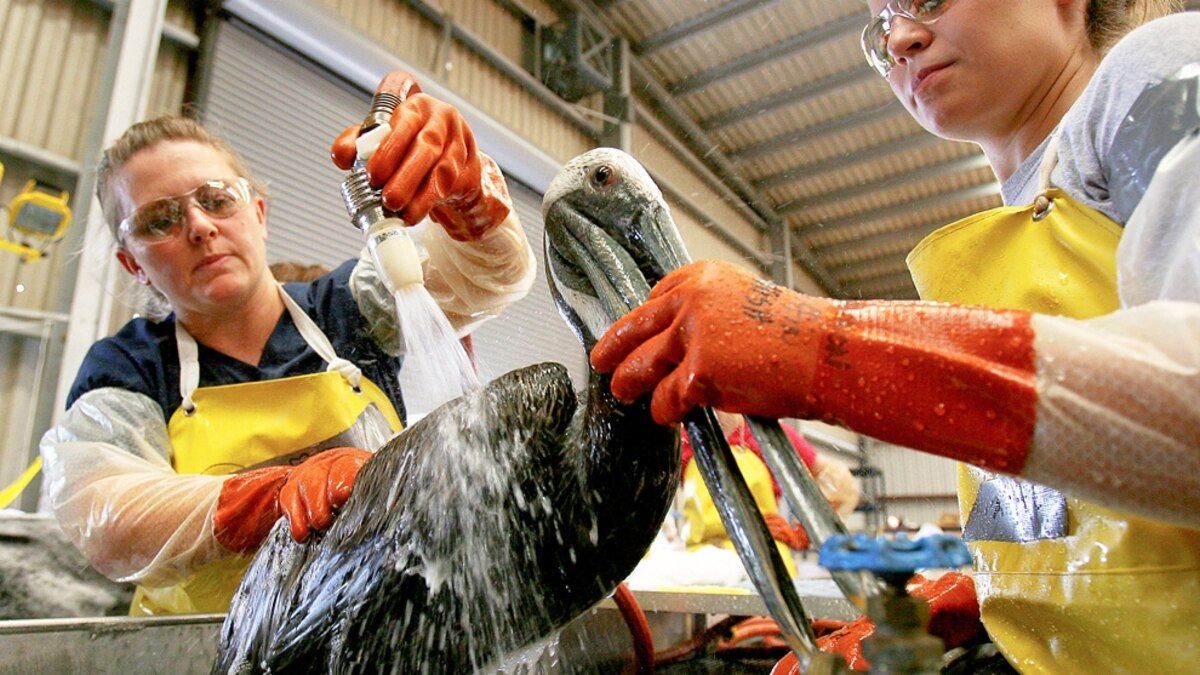 Oil-Coated Gulf Birds Better Off Dead? | National Geographic