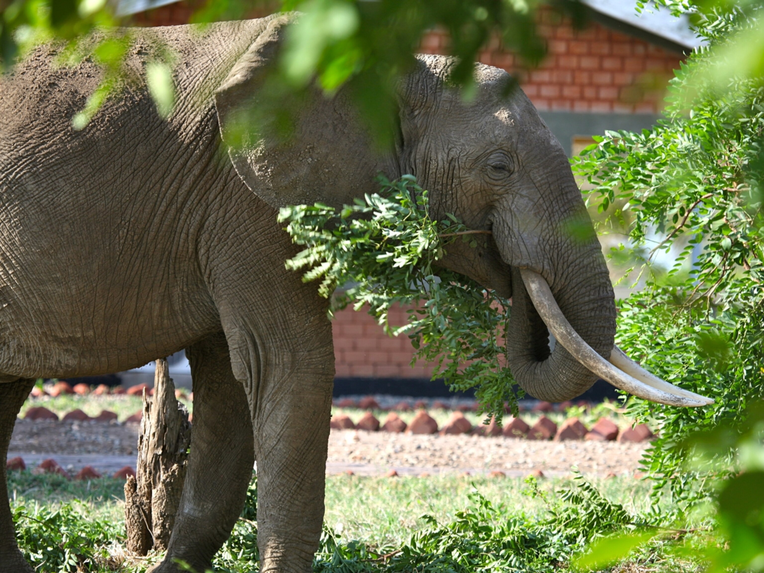 Baby Elephants In My Yard | National Geographic