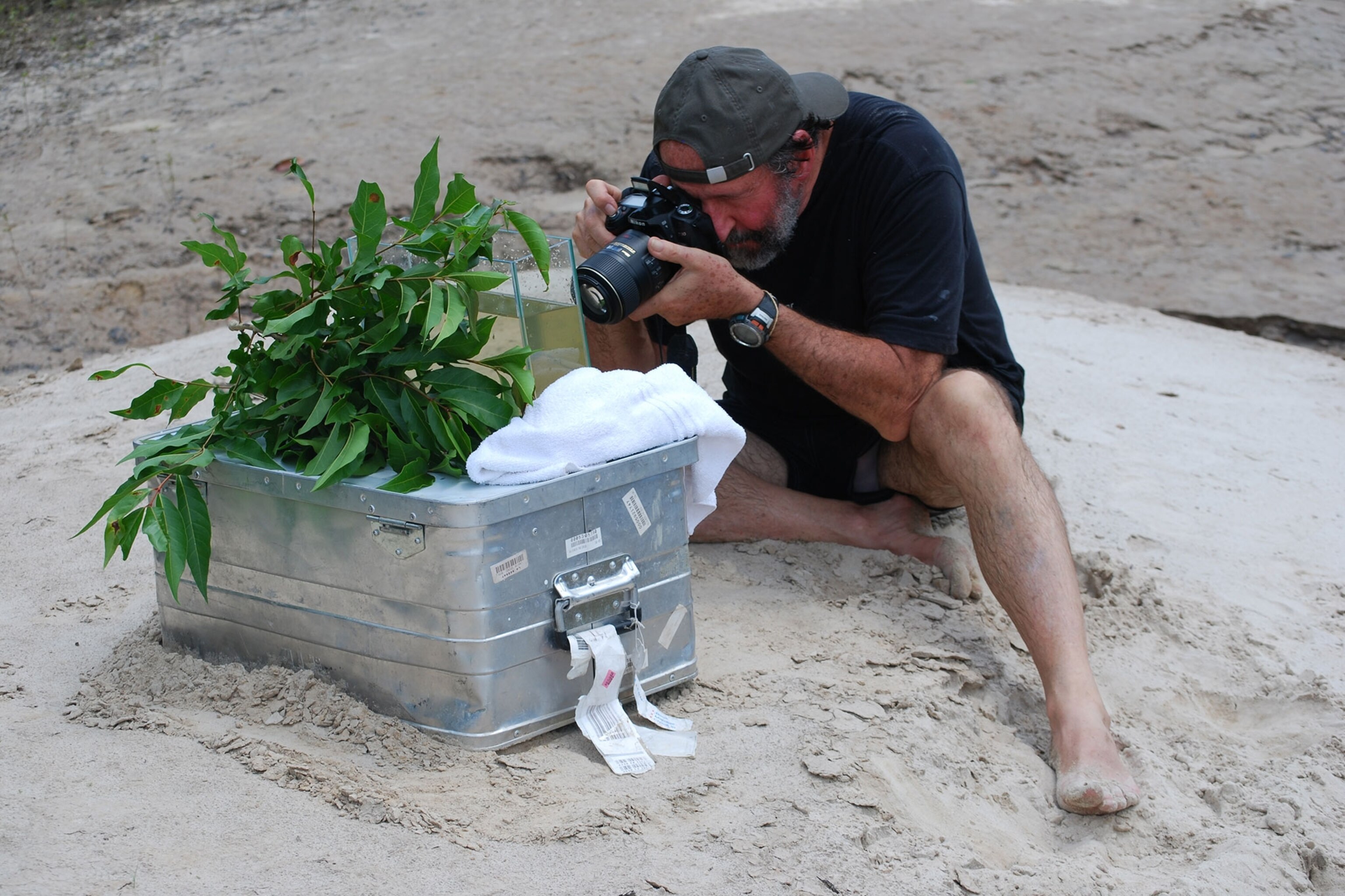 Learn About Arowana, or Dragon Fish, From Emily Voigt's Book