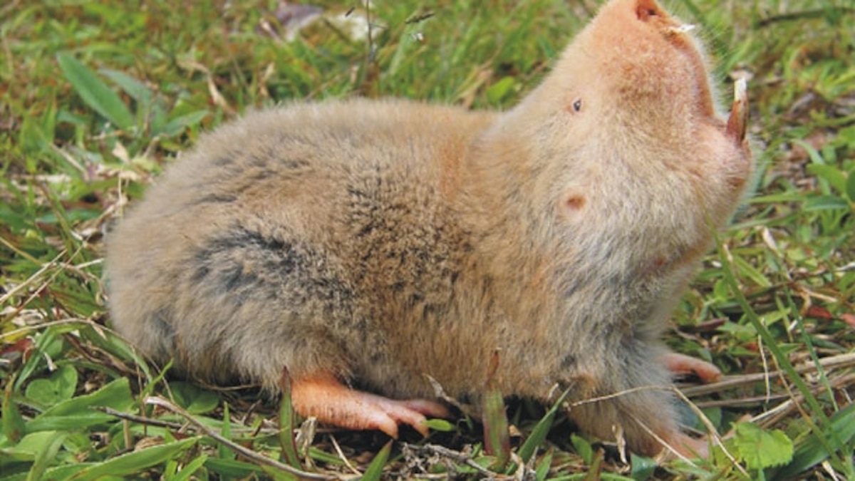 Mole rat continuously grows new teeth in shark-like conveyor | National ...