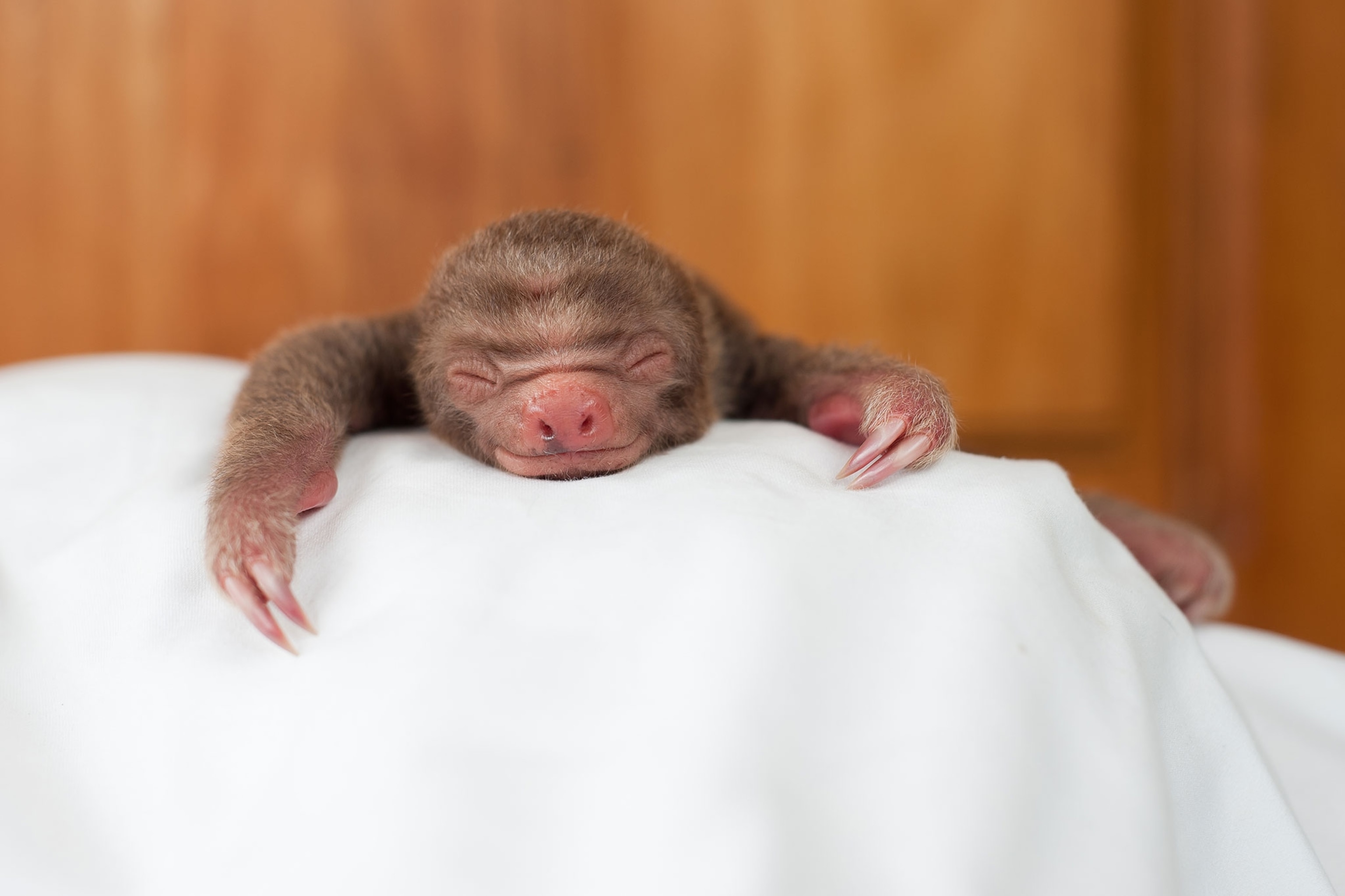 Unbelievably Cute Pictures of Rescued Baby Sloths