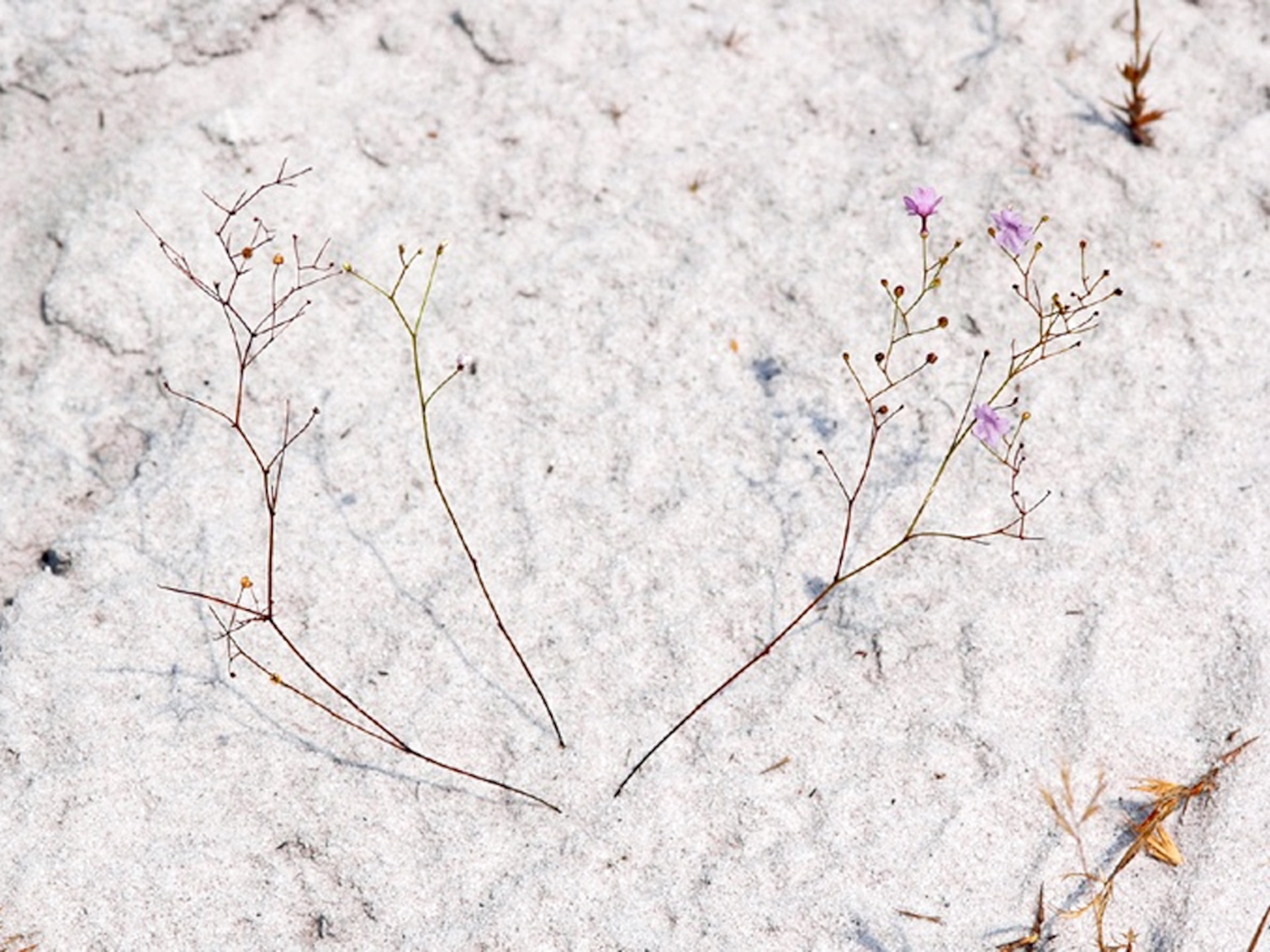 Worm-Eating Plant Found—Kills via Underground Leaves