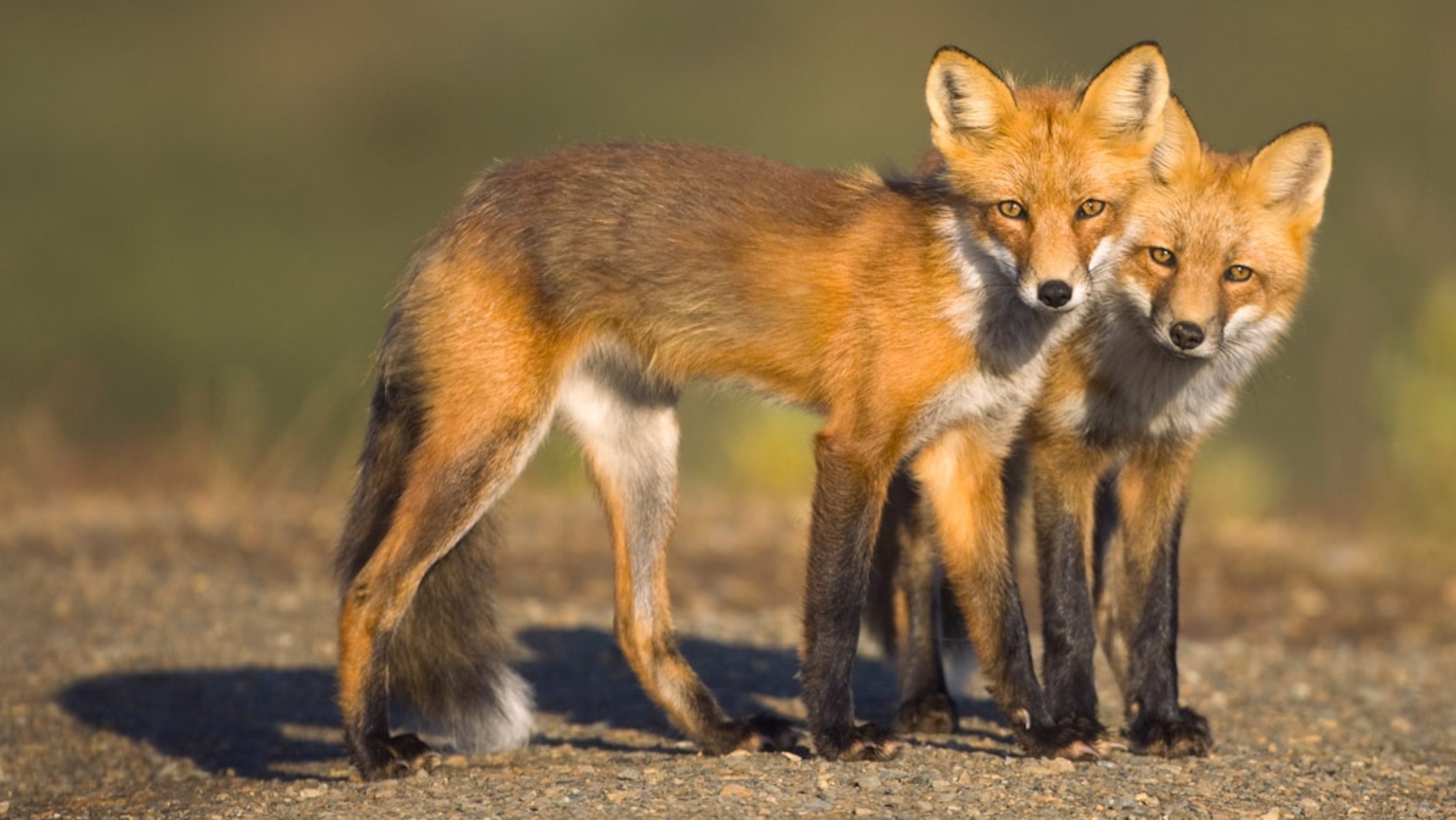 Show kids the secret lives of animals this fall