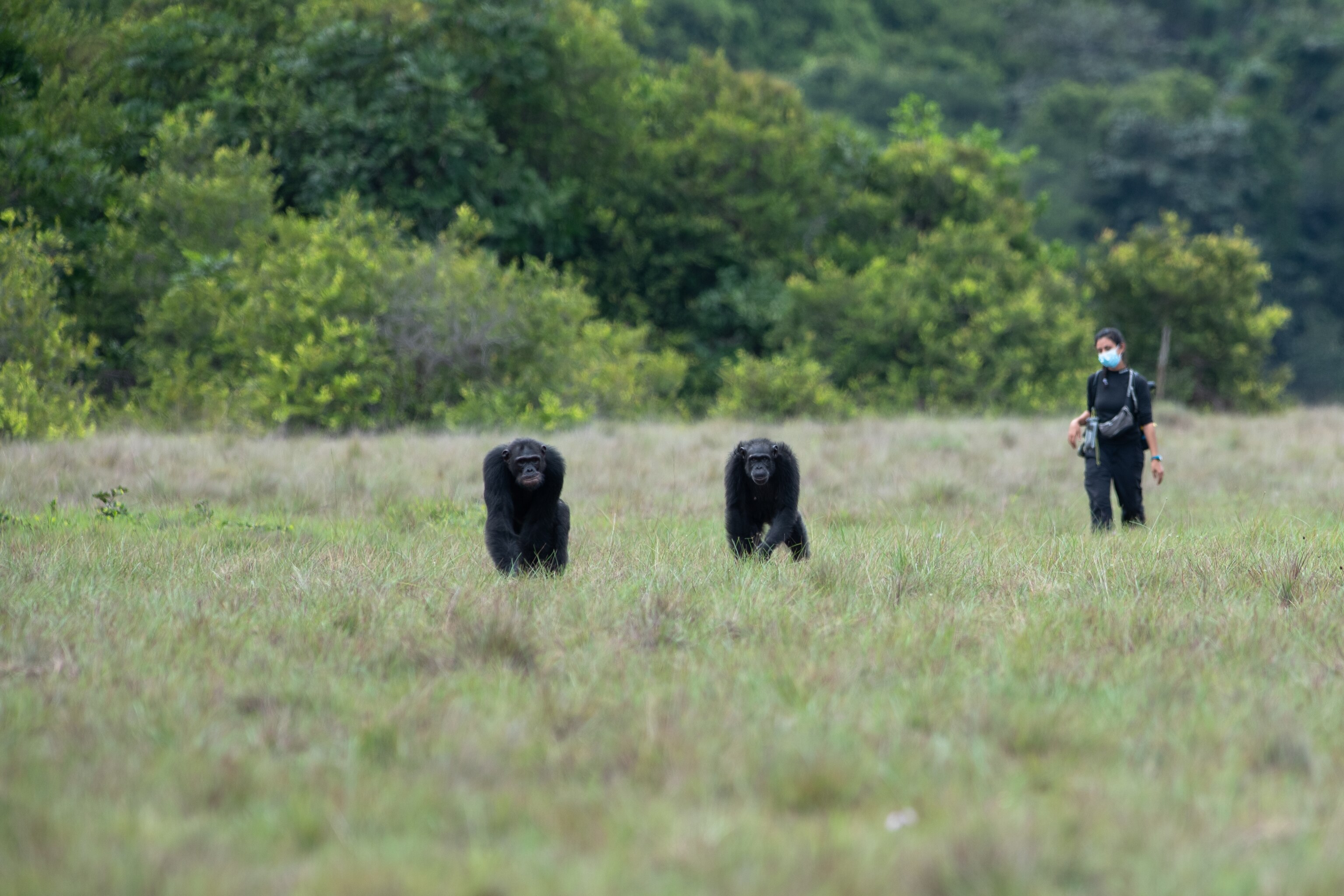 See rare photos of chimpanzees treating their wounds with insects