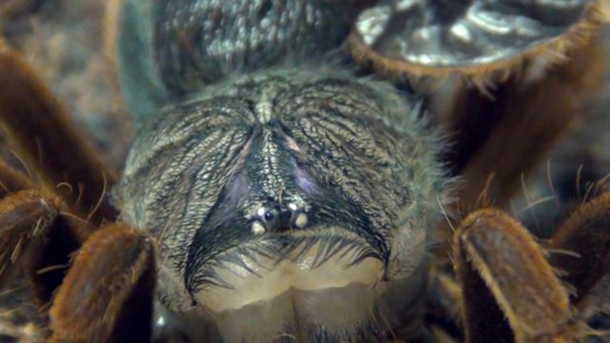 Watch This Huge Tarantula Wriggle Out of Its Skin | National Geographic