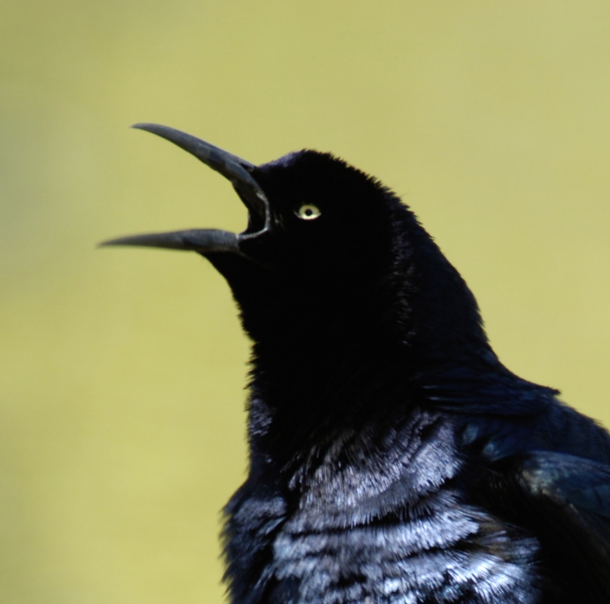 Great-Tailed Grackle | National Geographic