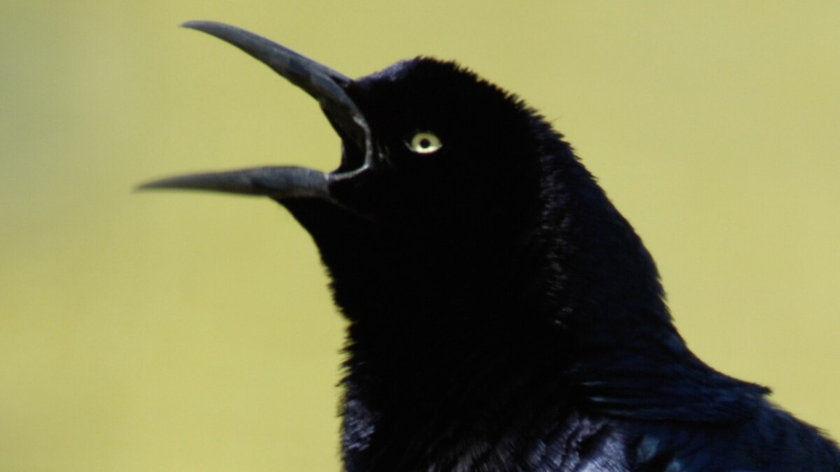 Great-Tailed Grackle | National Geographic