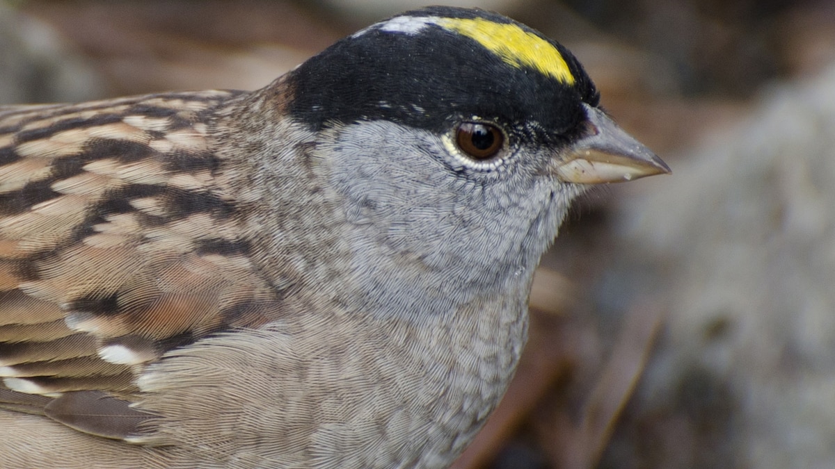 Golden-Crowned Sparrow | National Geographic