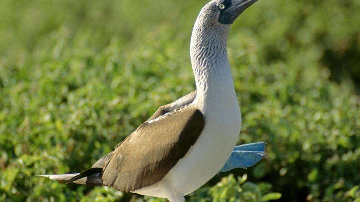 Galápagos Animal Pictures - Animal Wallpapers - National Geographic ...