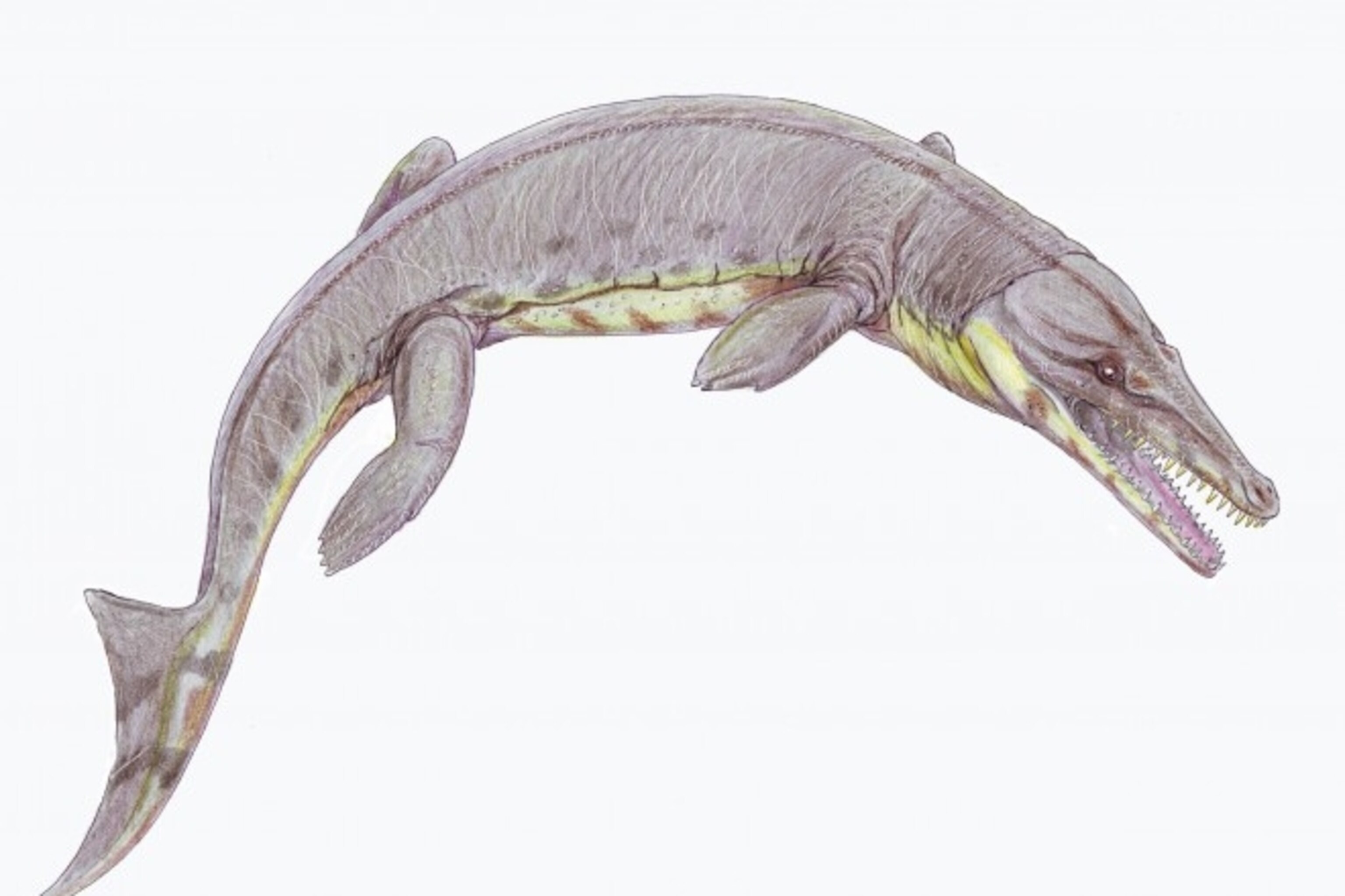 Dakosaurus Skeleton