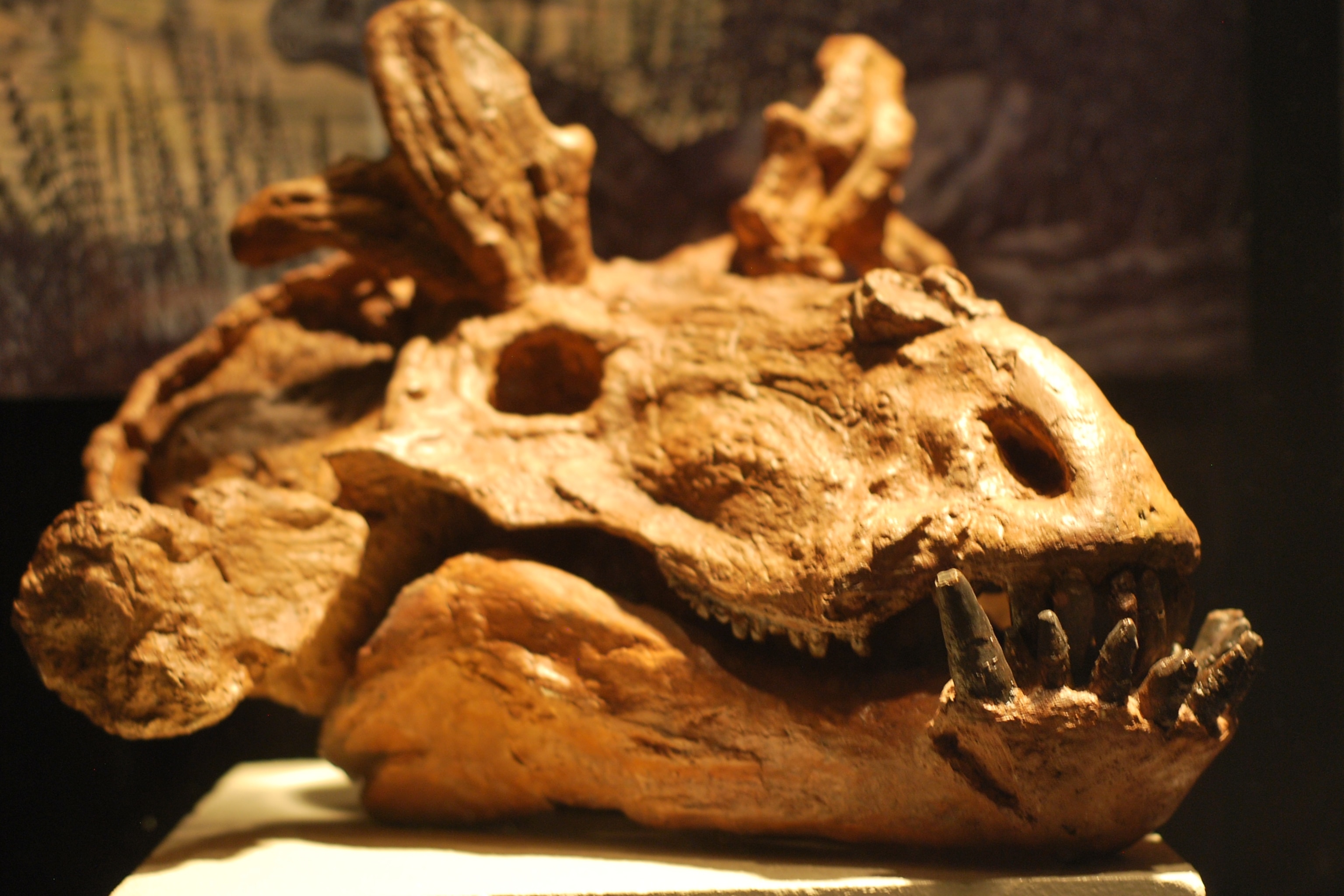 Getting to the Root of Fur