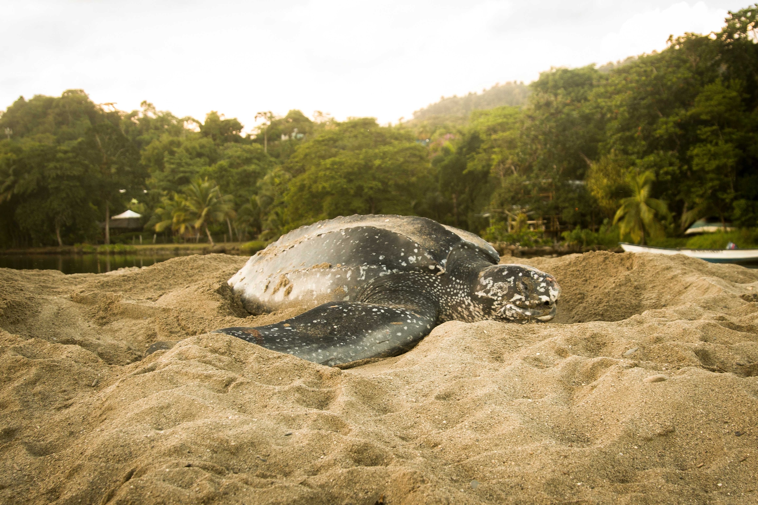 5 of the best ways to discover Trinidad's wild side
