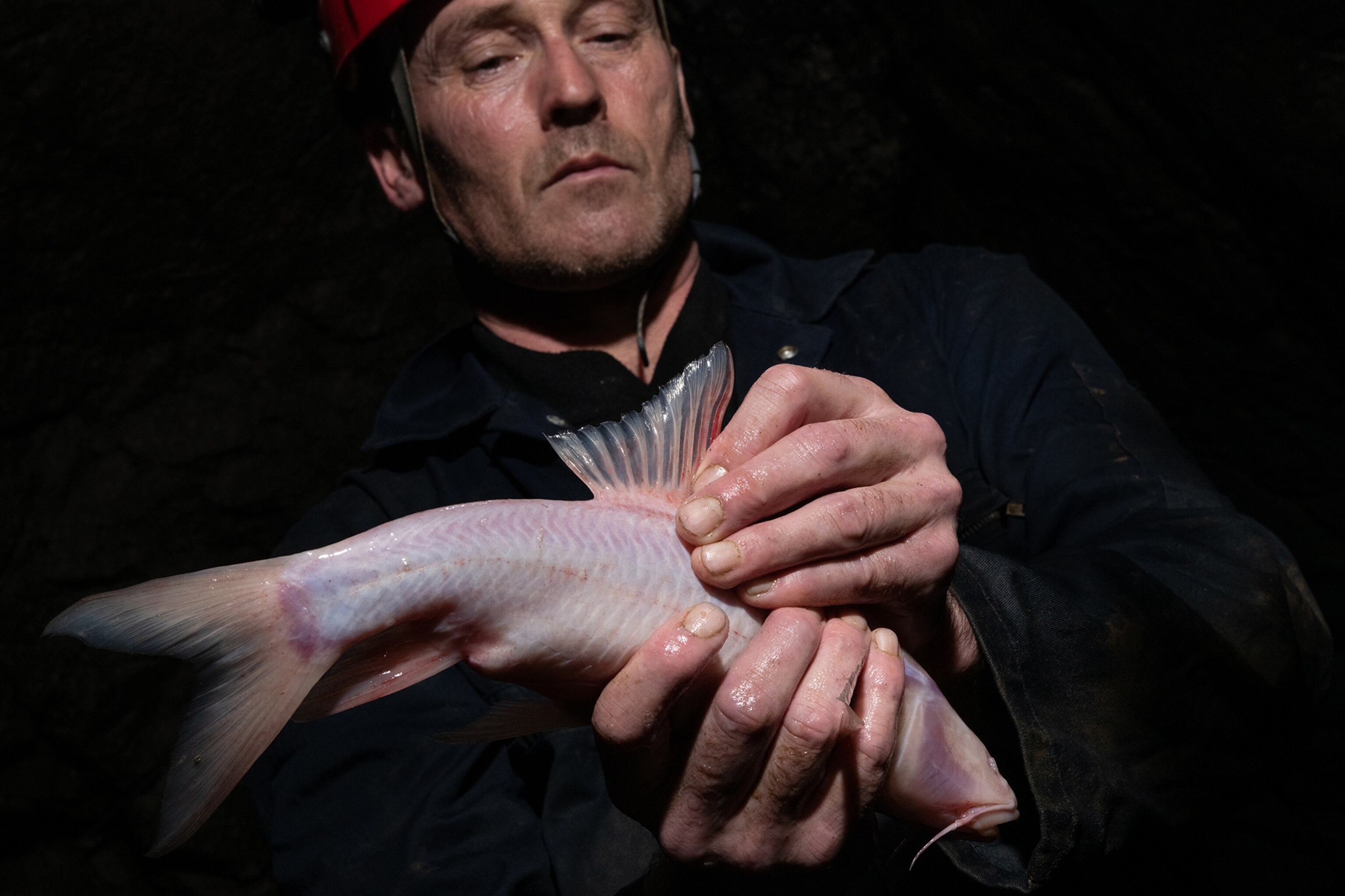 World’s largest cave fish discovered in India