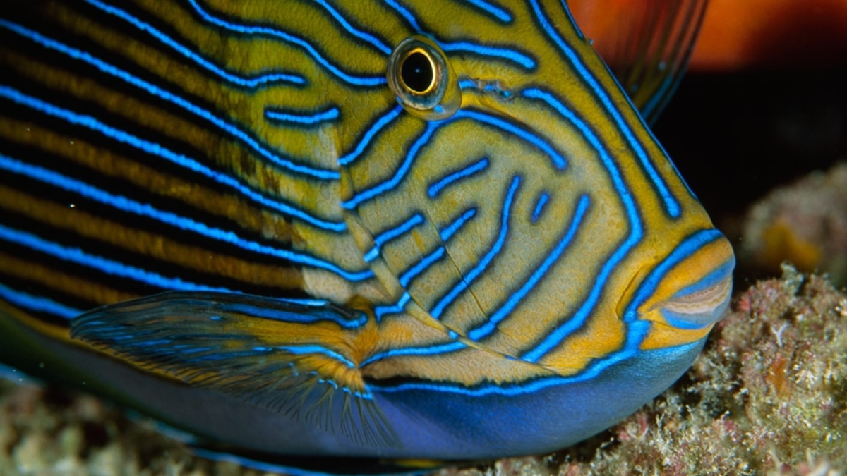 Dangerous and Deadly Sea Creatures | National Geographic