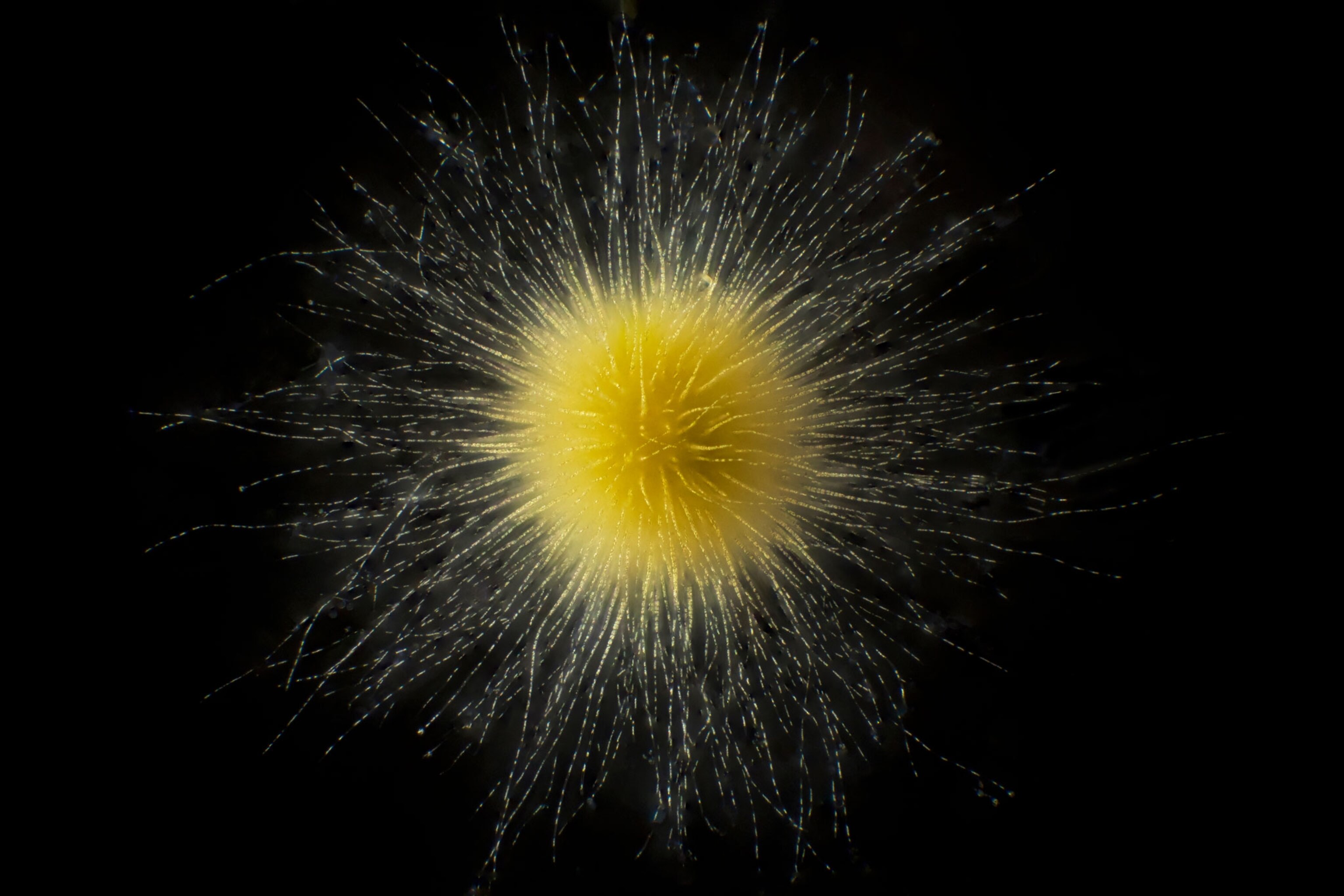 See the microscopic world of plankton in stunning detail